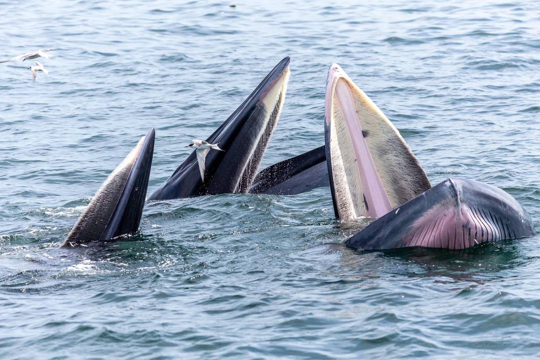 Three Feeding Bryde’s Whales in the Gulf of Thailand (OC) | Scrolller