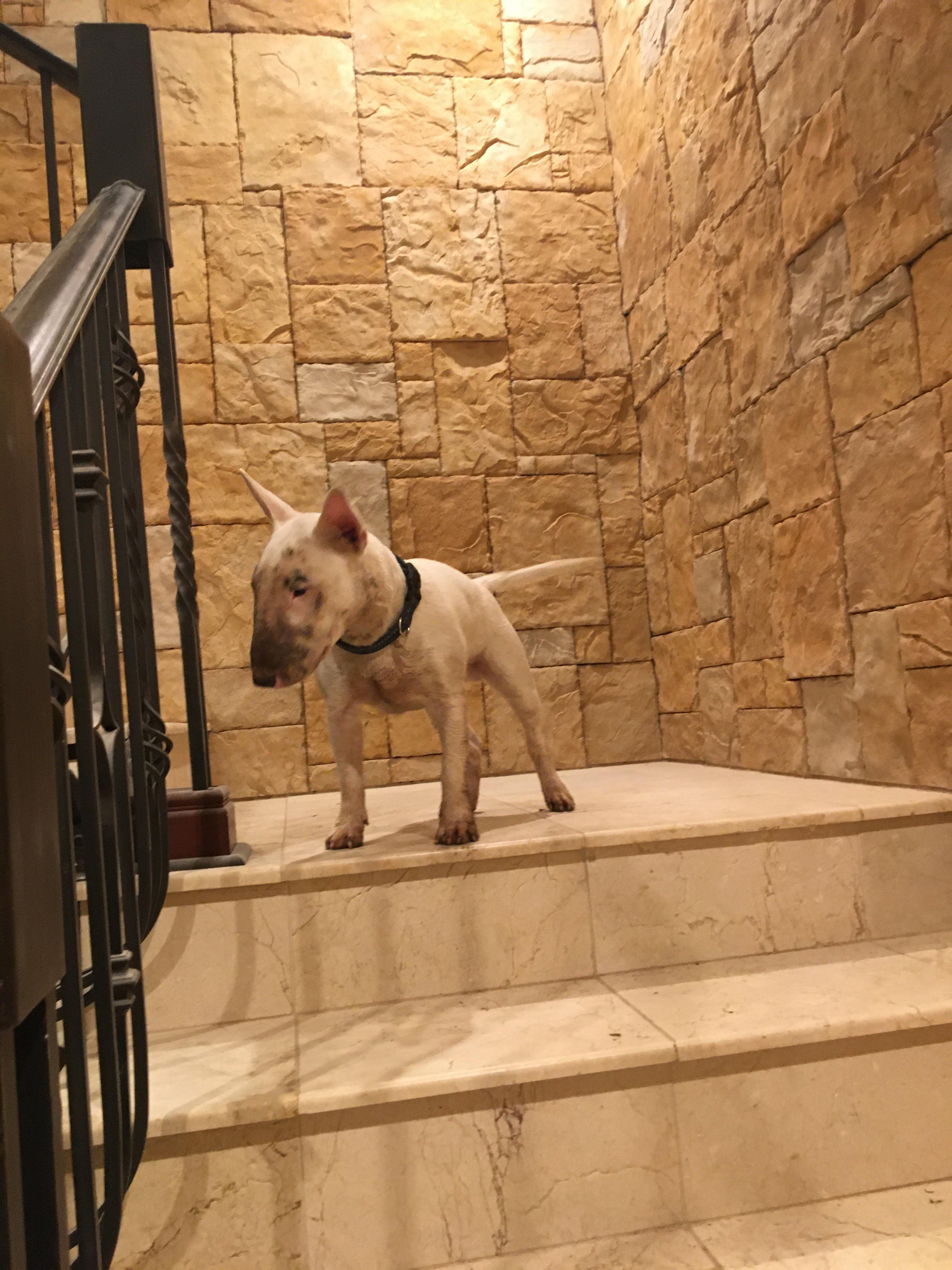 Three Gophers later | Scrolller