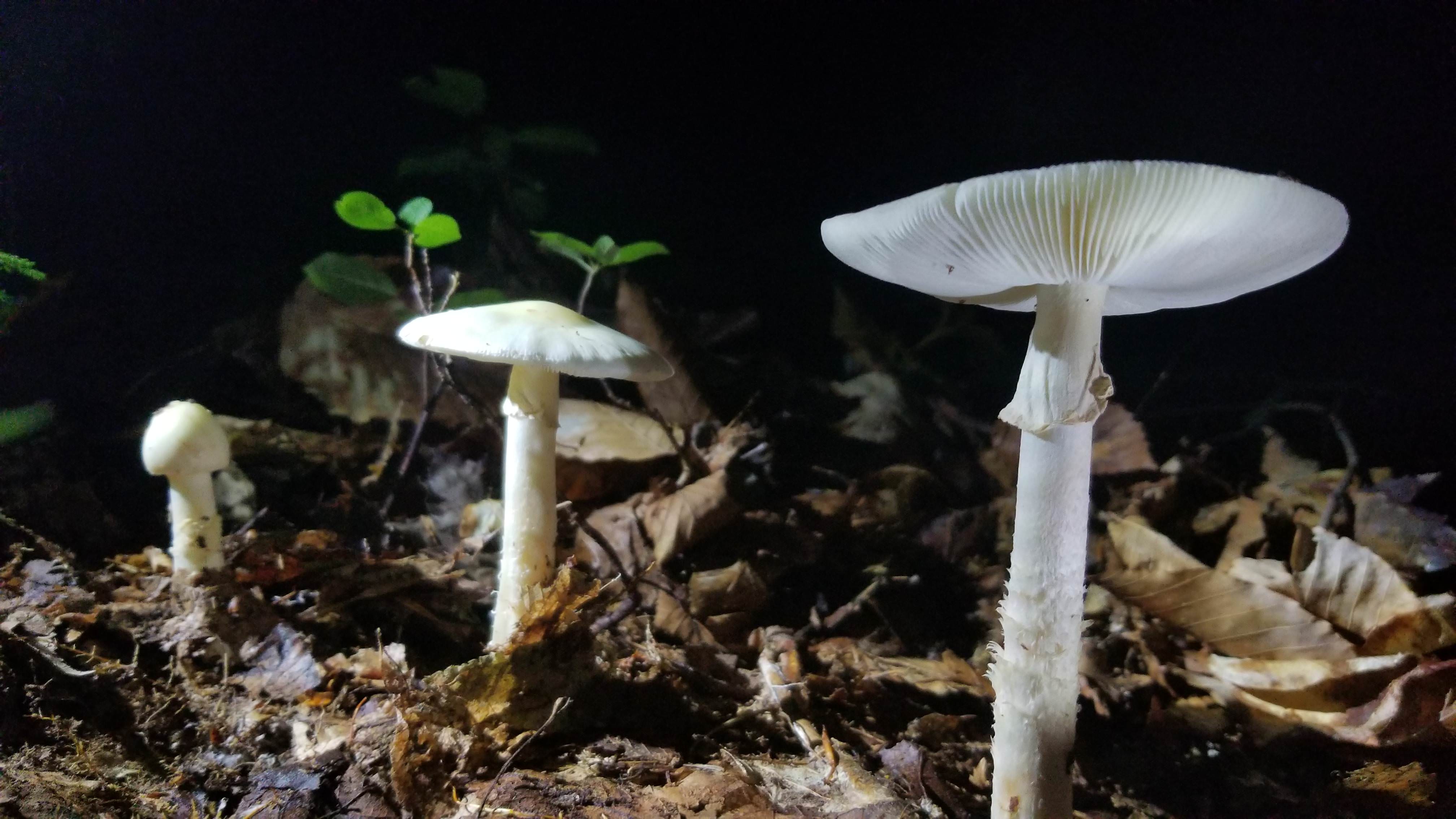 Three stages of Destroying Angel growth [OC] | Scrolller