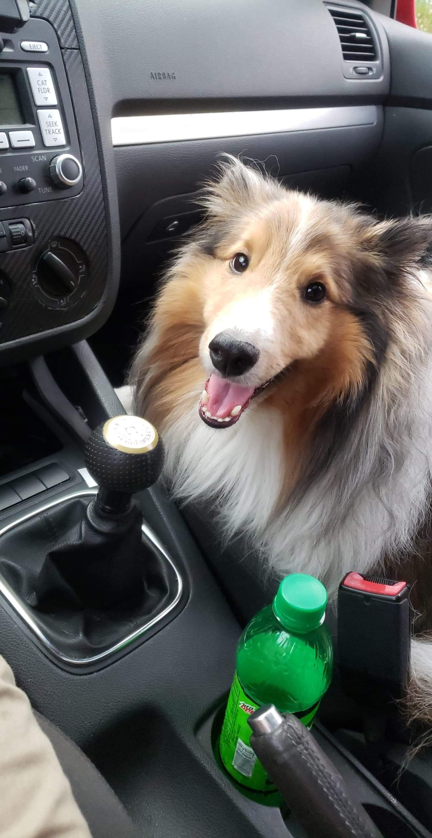 Three years later Charlie is still my trusty copilot! | Scrolller