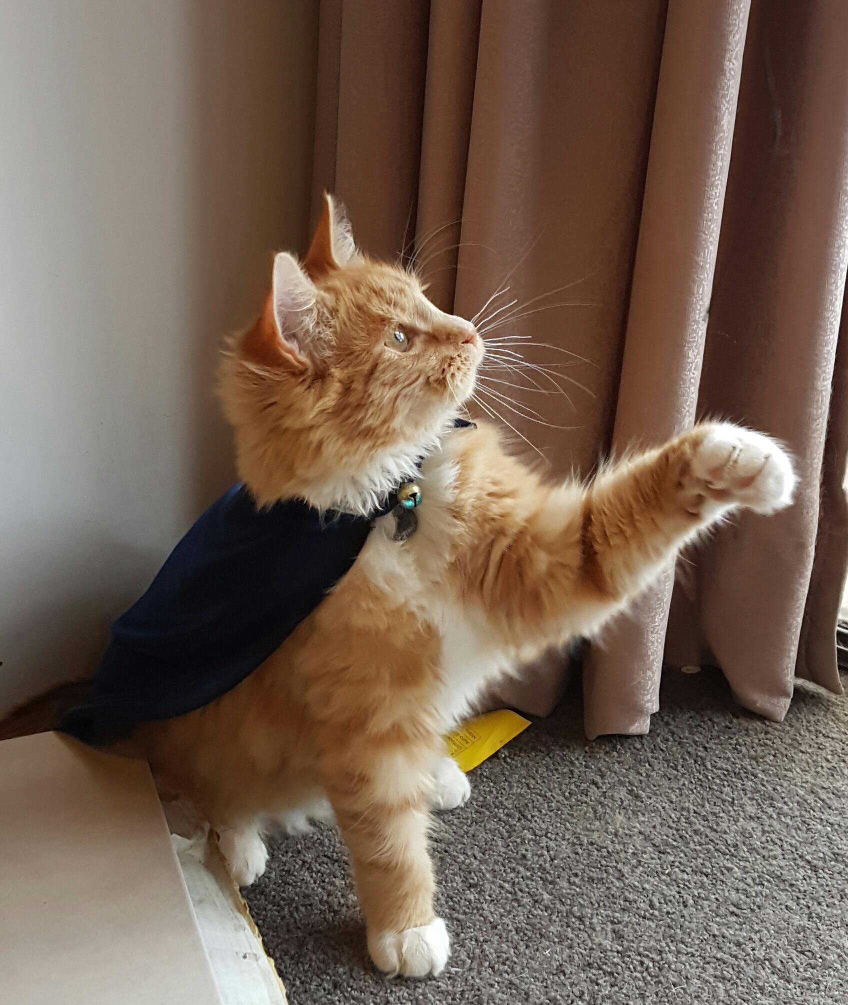 Throwback to my cat being a super kitten! | Scrolller