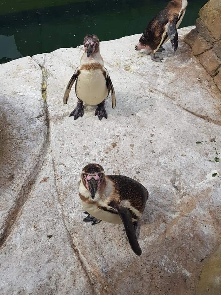 Discover more like Penguin: Throwback to when I got to feed some penguins and Related Content ...