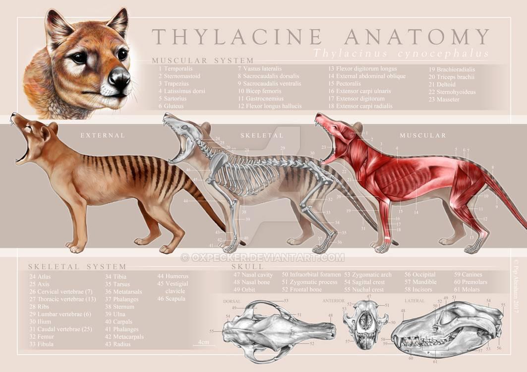 Thylacine anatomy | Scrolller