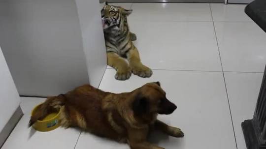 Tiger cub love taps dog | Scrolller