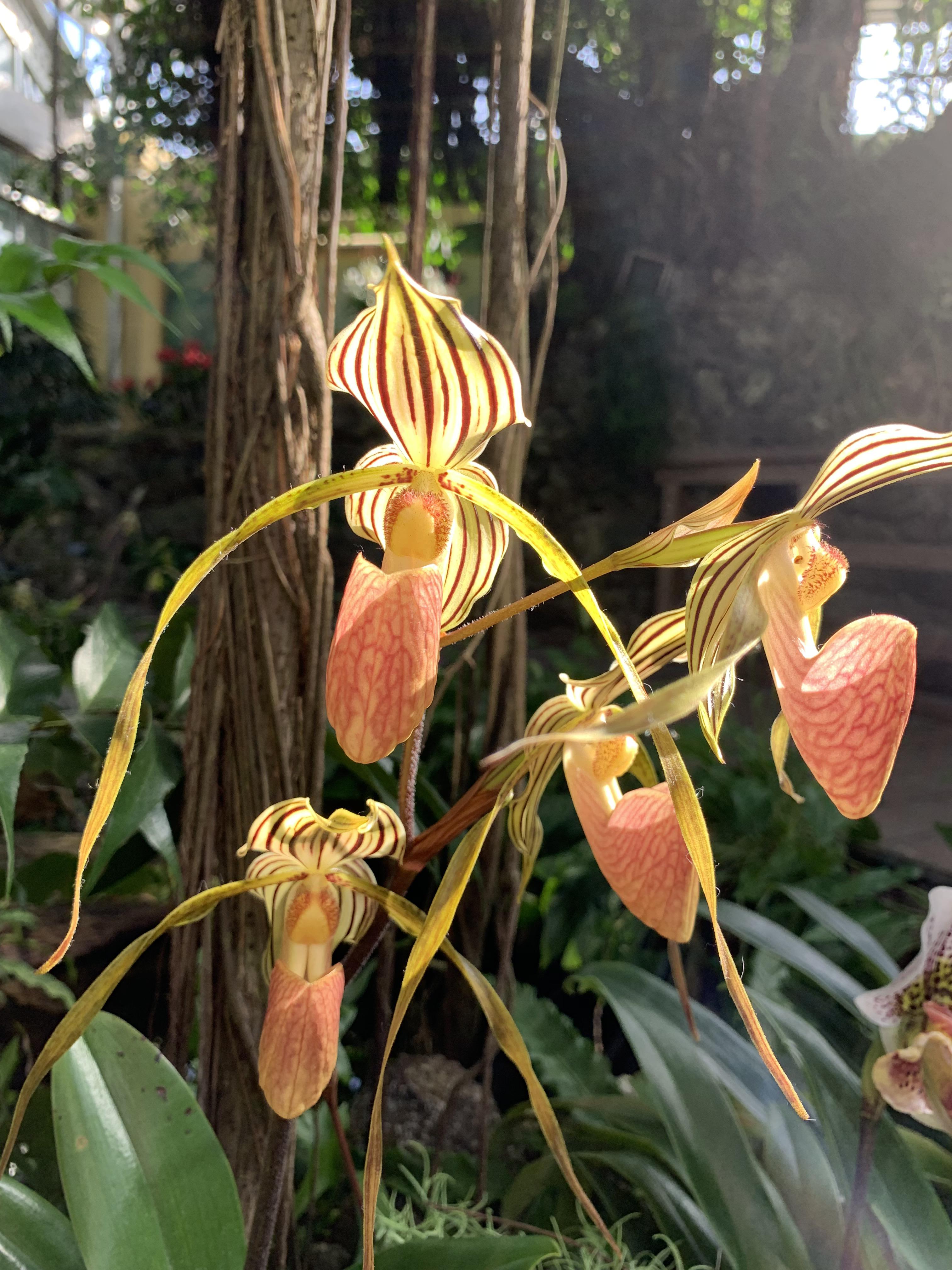 Tiger lily orchid | Scrolller