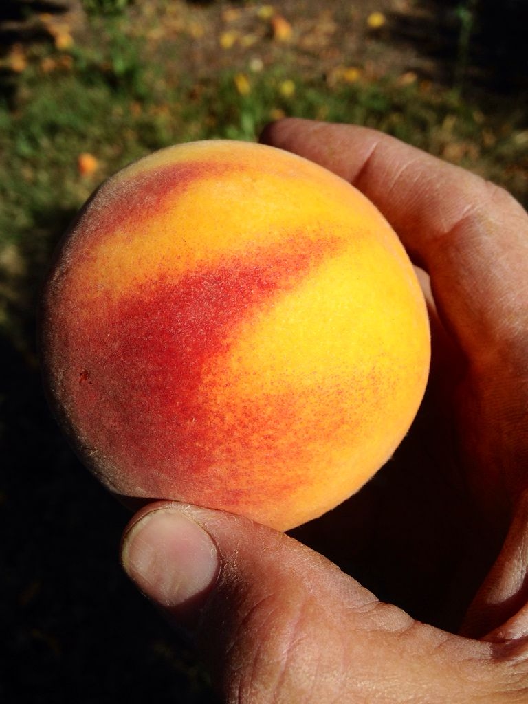 Tiger Peach | Scrolller