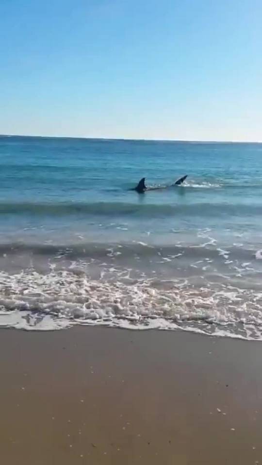 Tiger shark | Scrolller