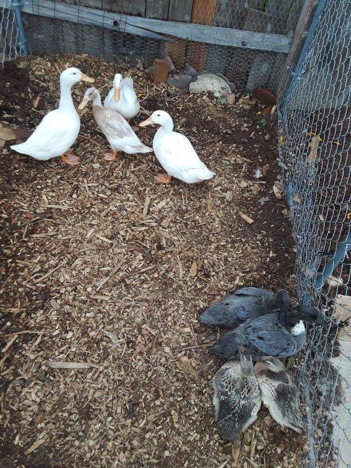 Time to end duck segregation | Scrolller