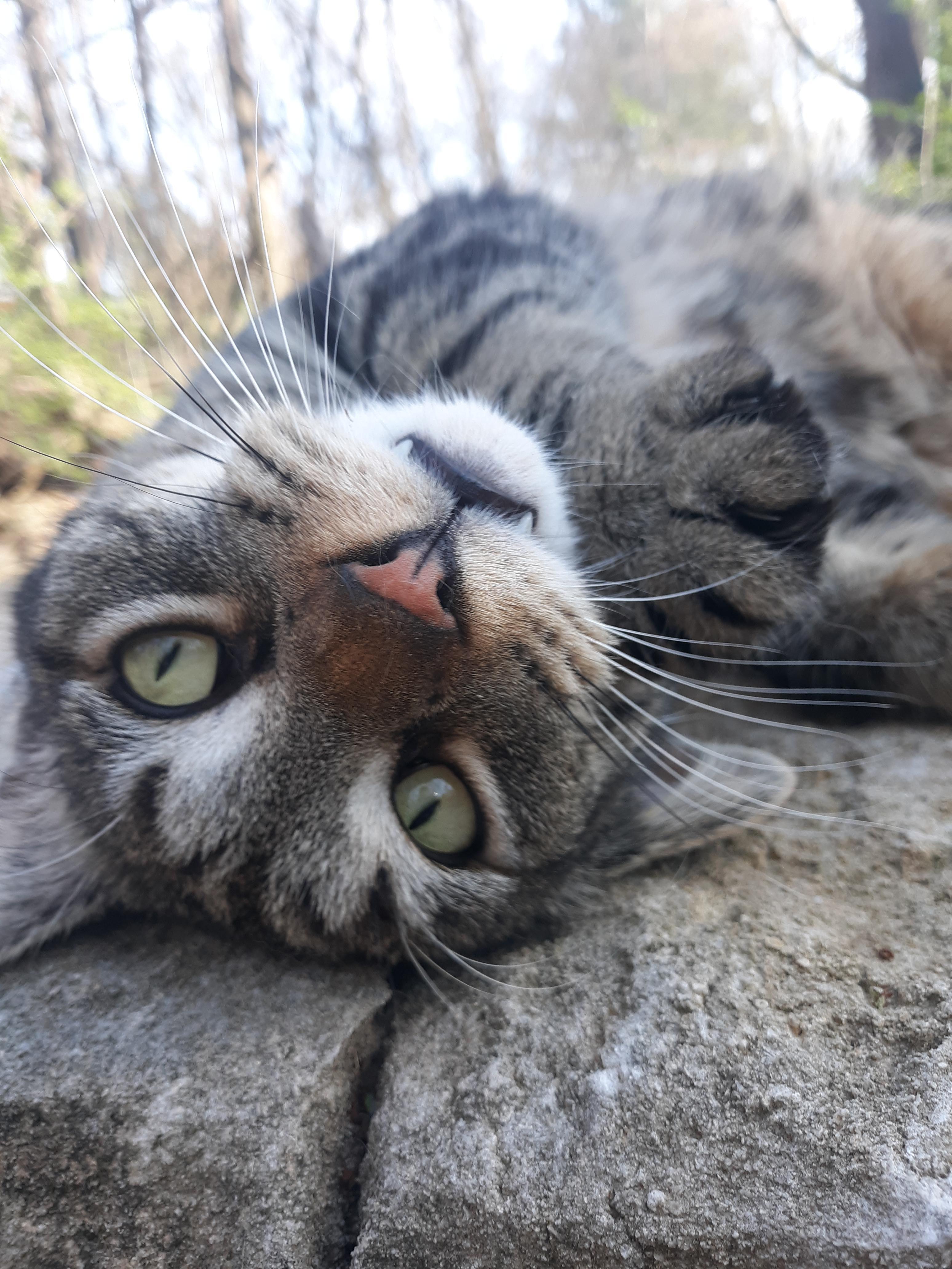 Timmy absolutely loves hiking with me. He follows me everywhere never ...