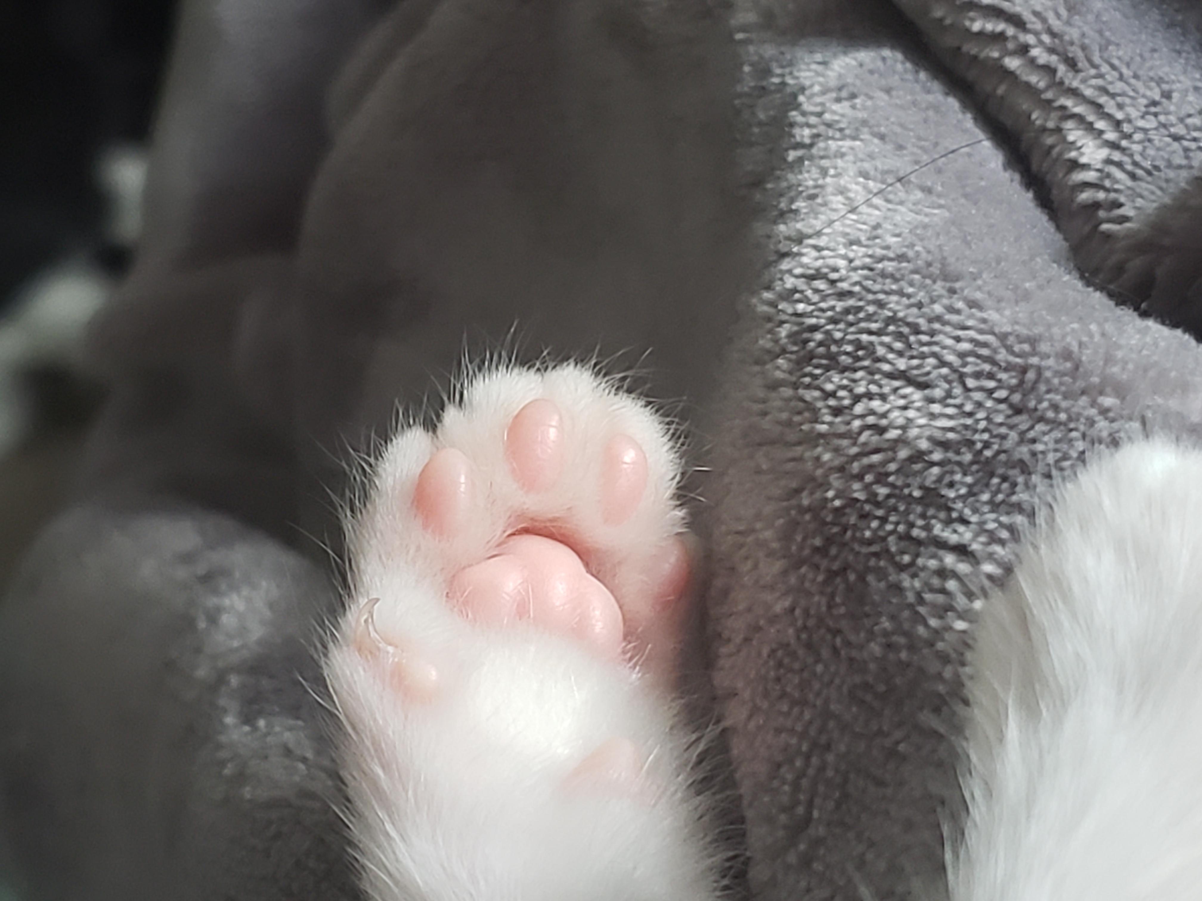 Tiny baby kitten beans 😭 | Scrolller