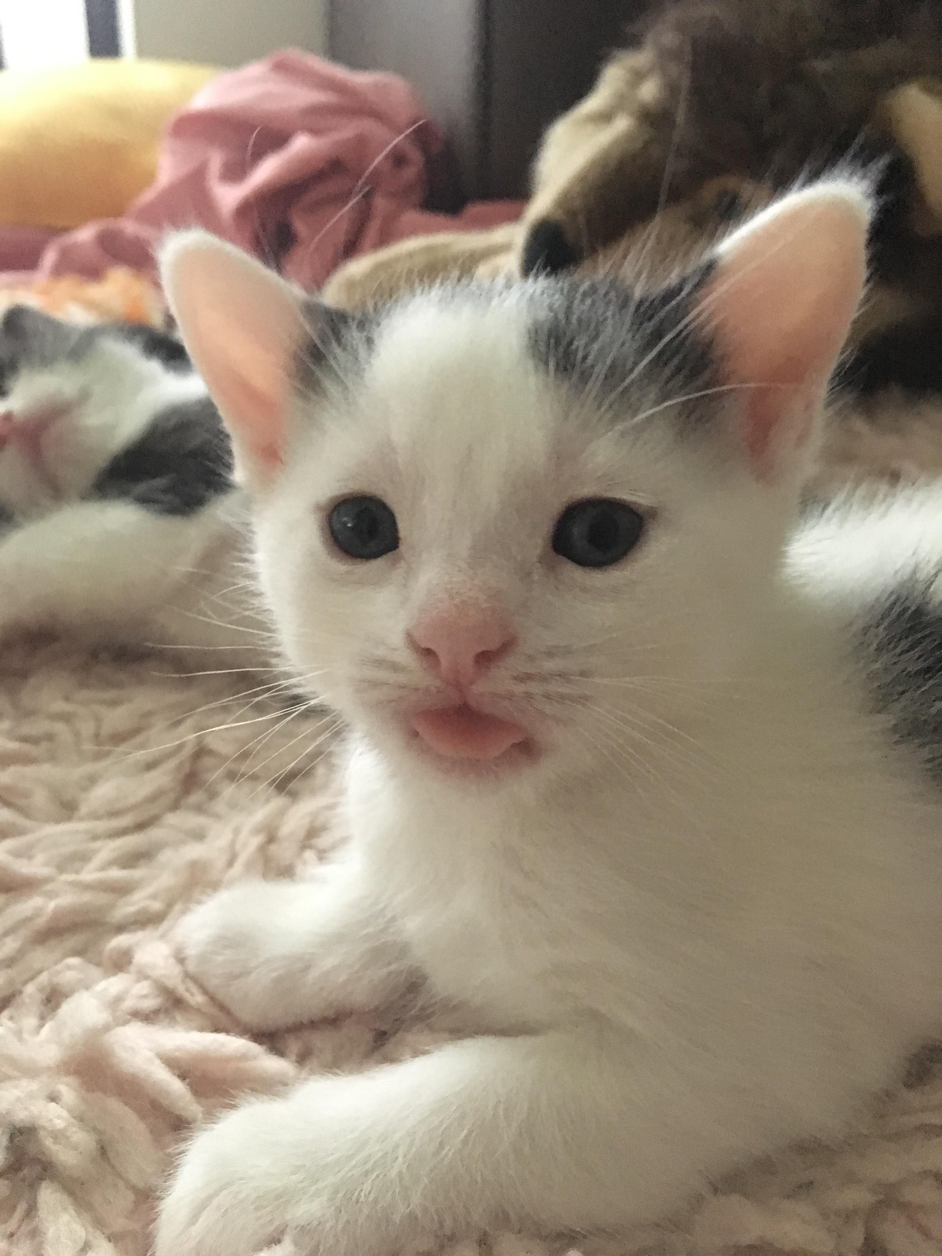 tiny blep | Scrolller