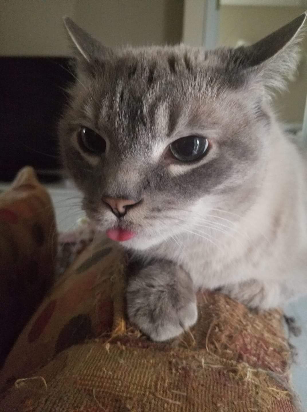 tiny blep | Scrolller