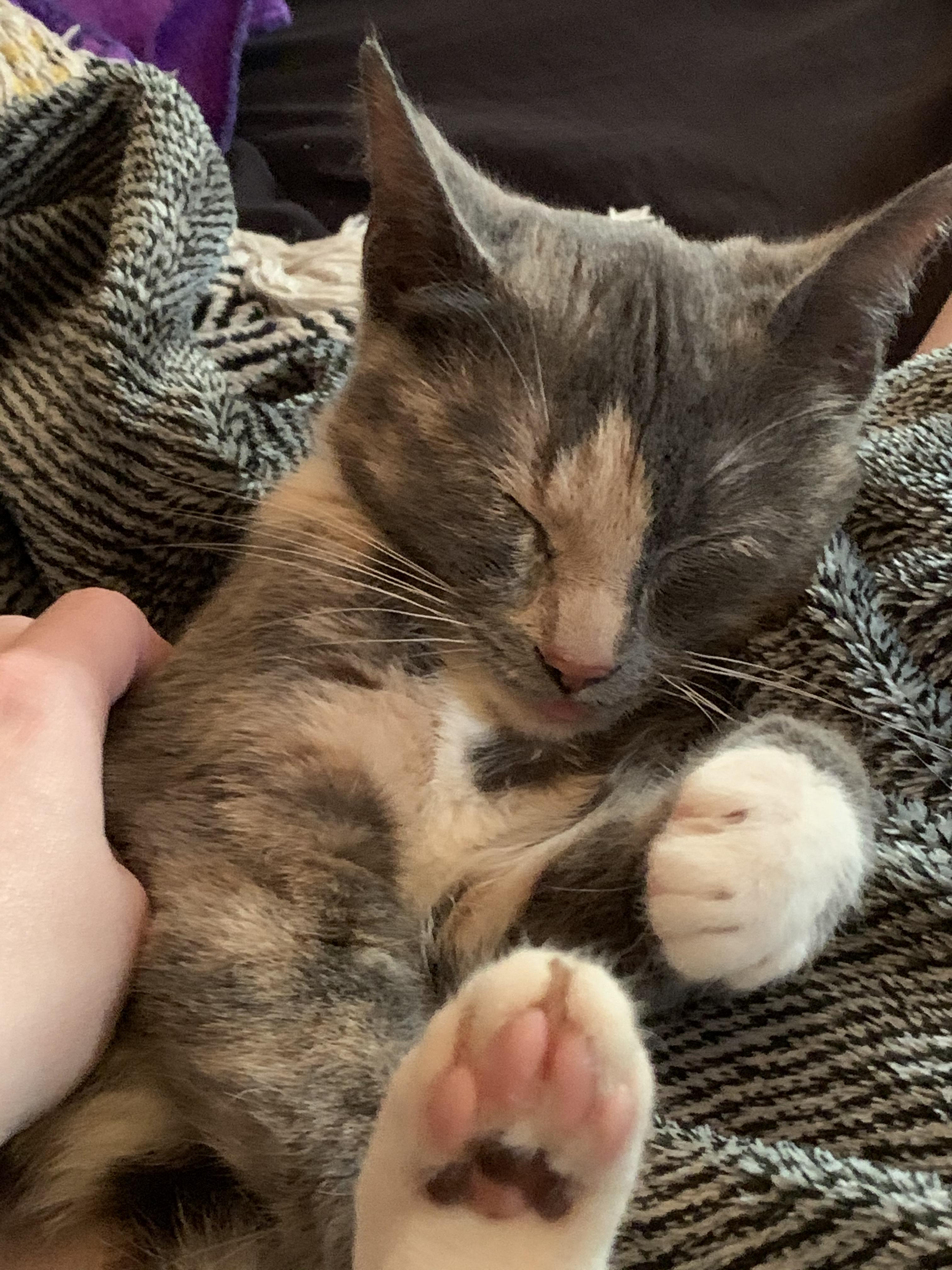 Tiny blep and toebeans in the same pic | Scrolller