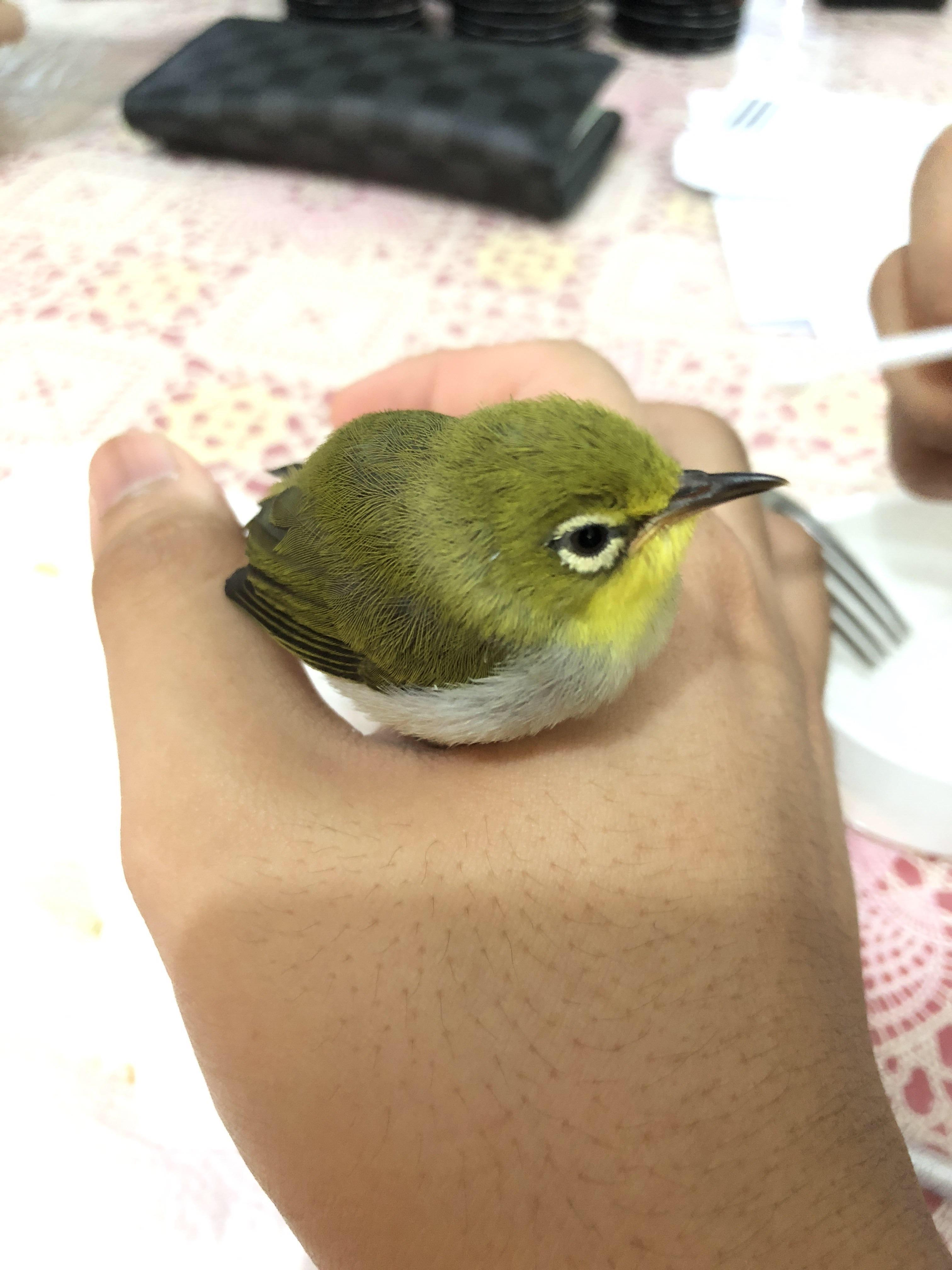 Tiny BORB | Scrolller