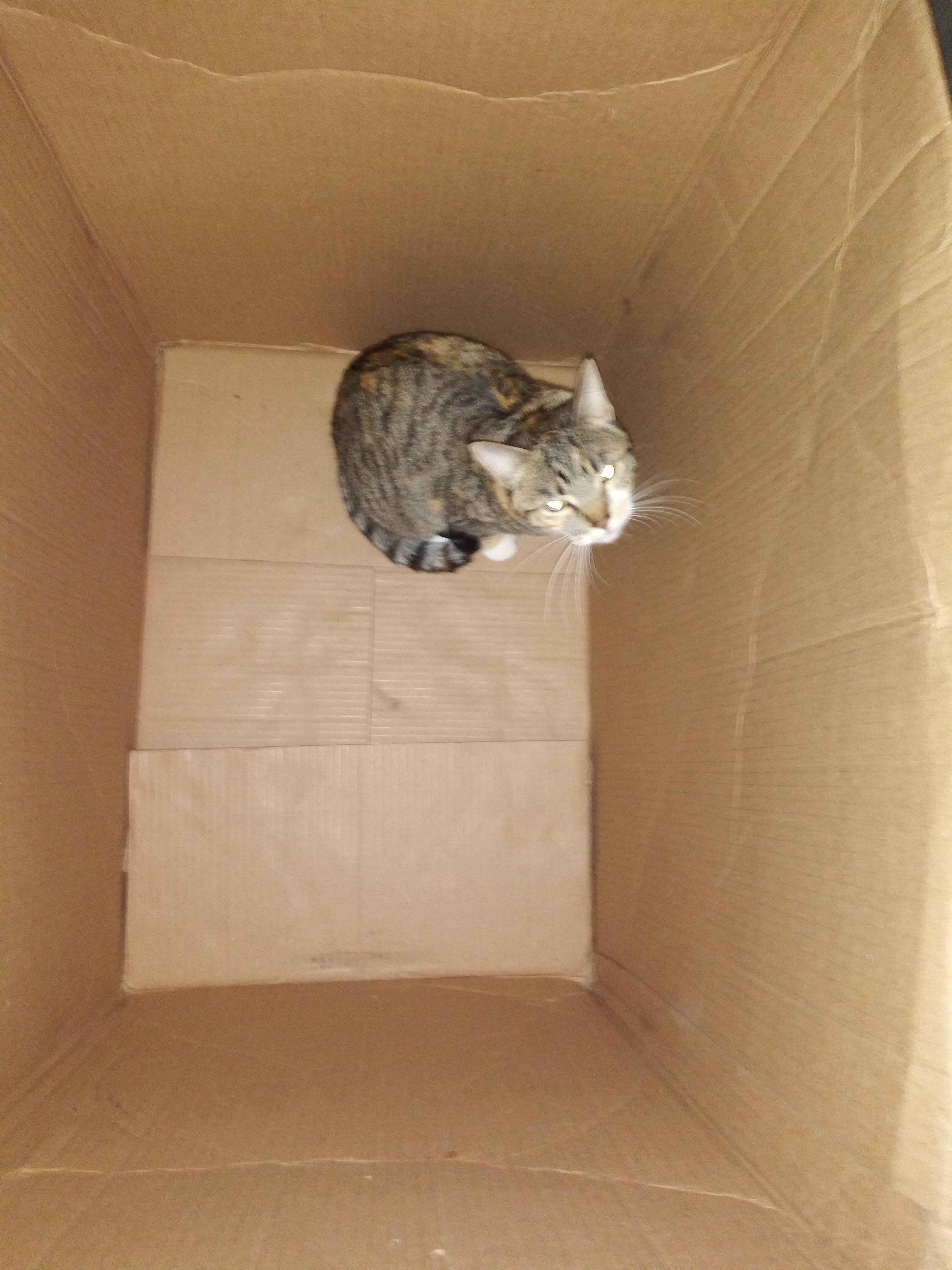 Tiny cat big box | Scrolller