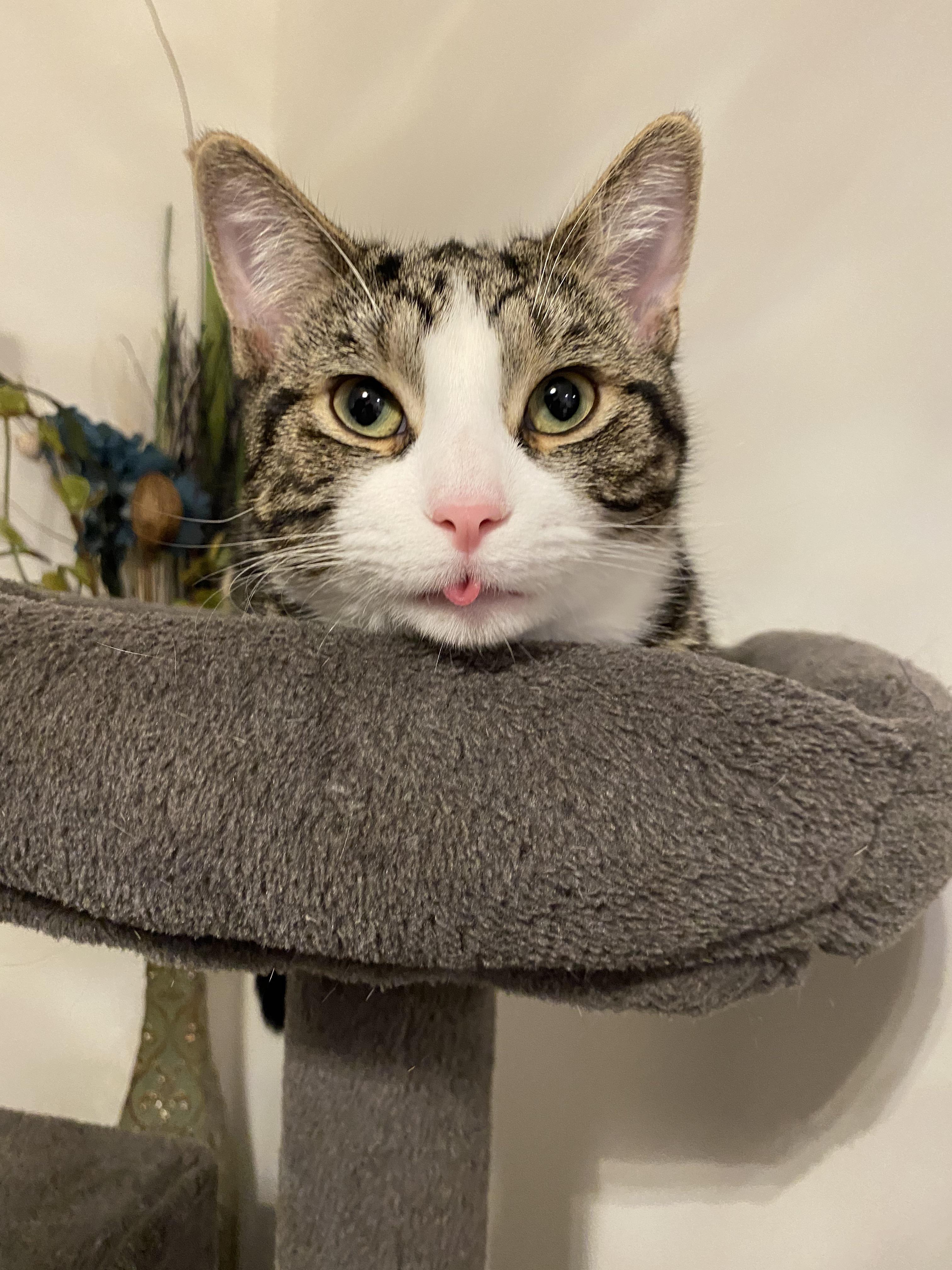 Tiny curled blep | Scrolller
