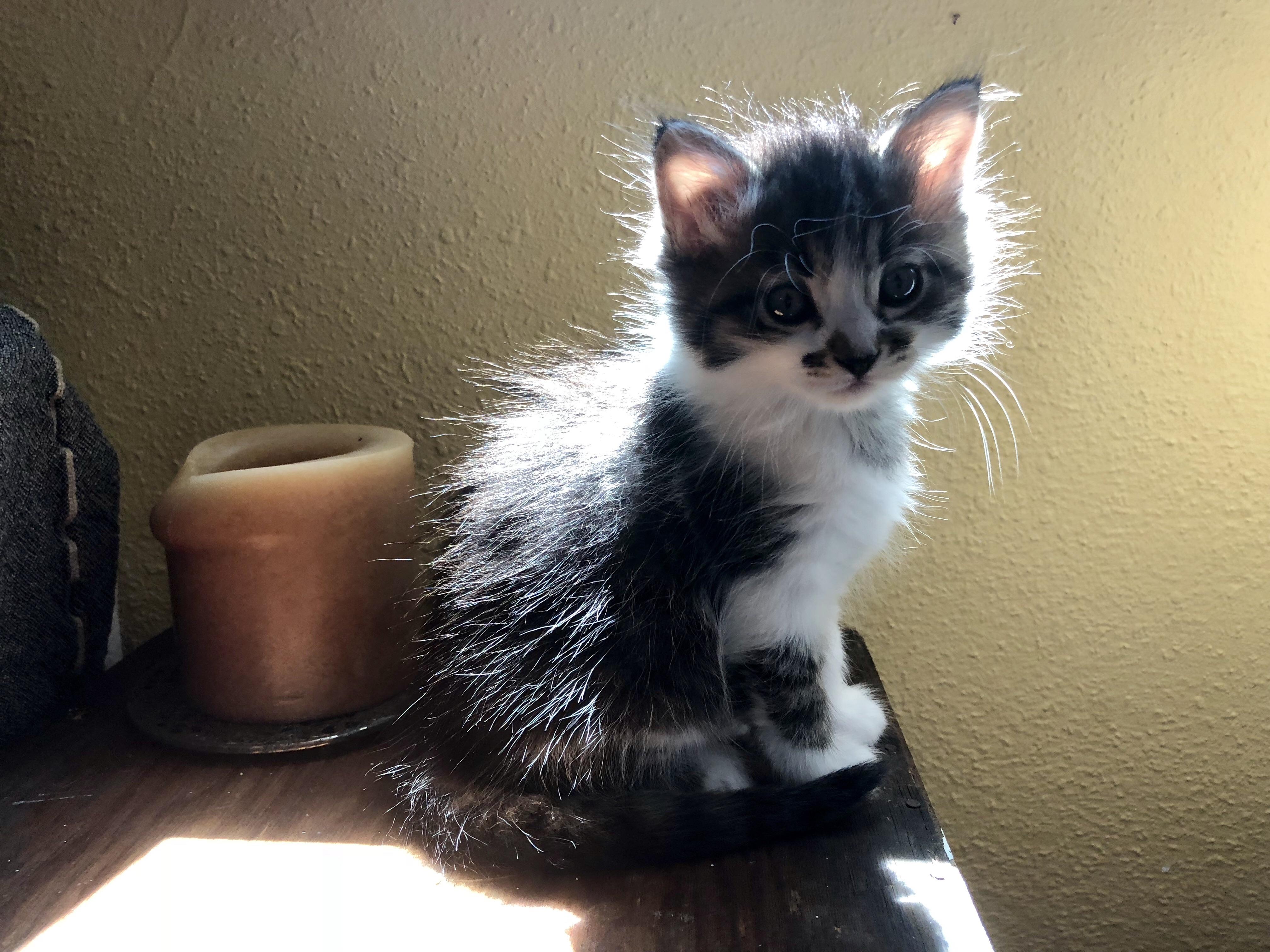 Tiny floof in the sun | Scrolller