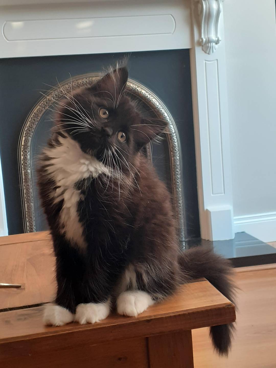 Tiny floofy tuxedo boy | Scrolller