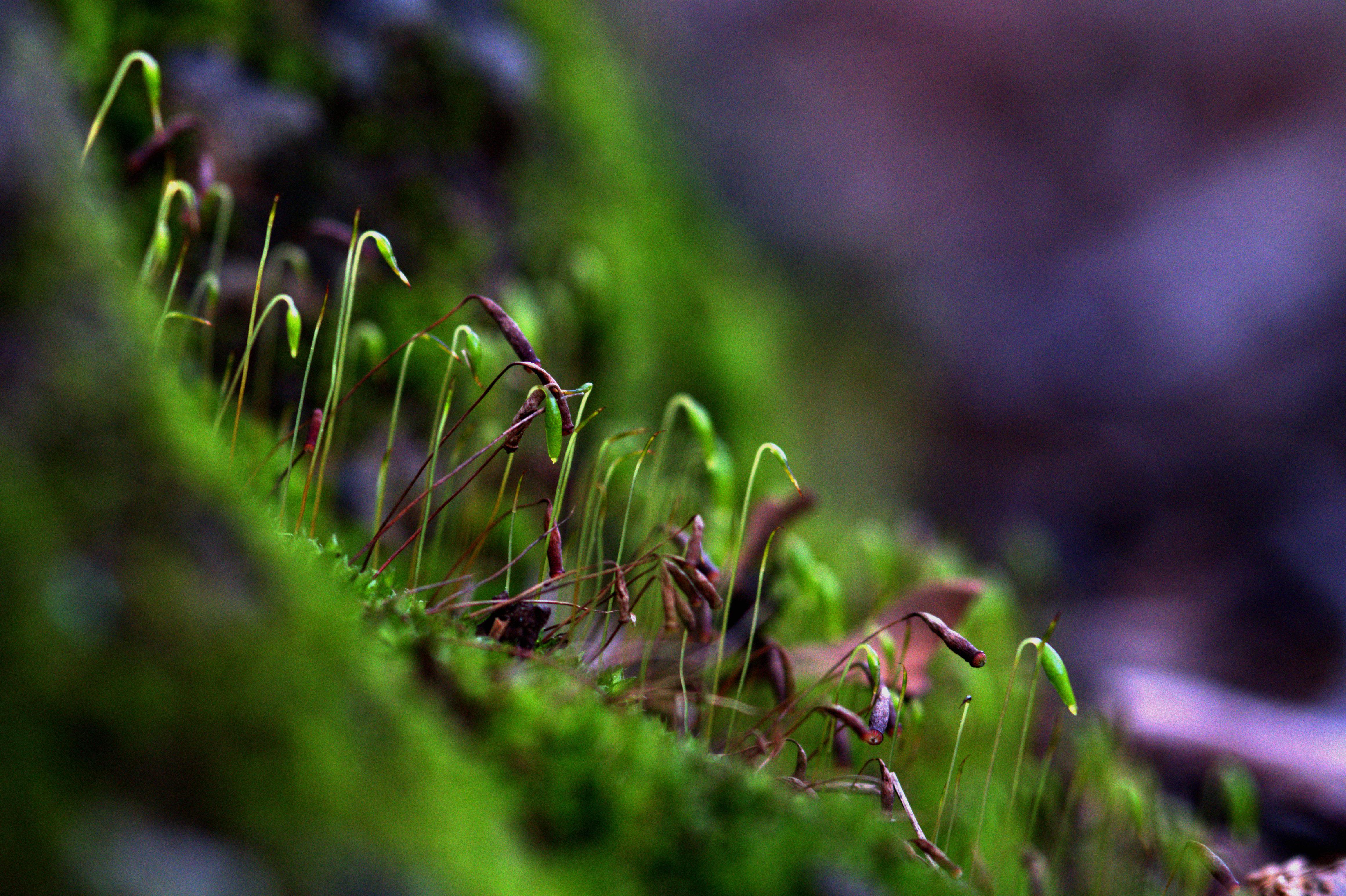 Tiny forest of moss | Scrolller