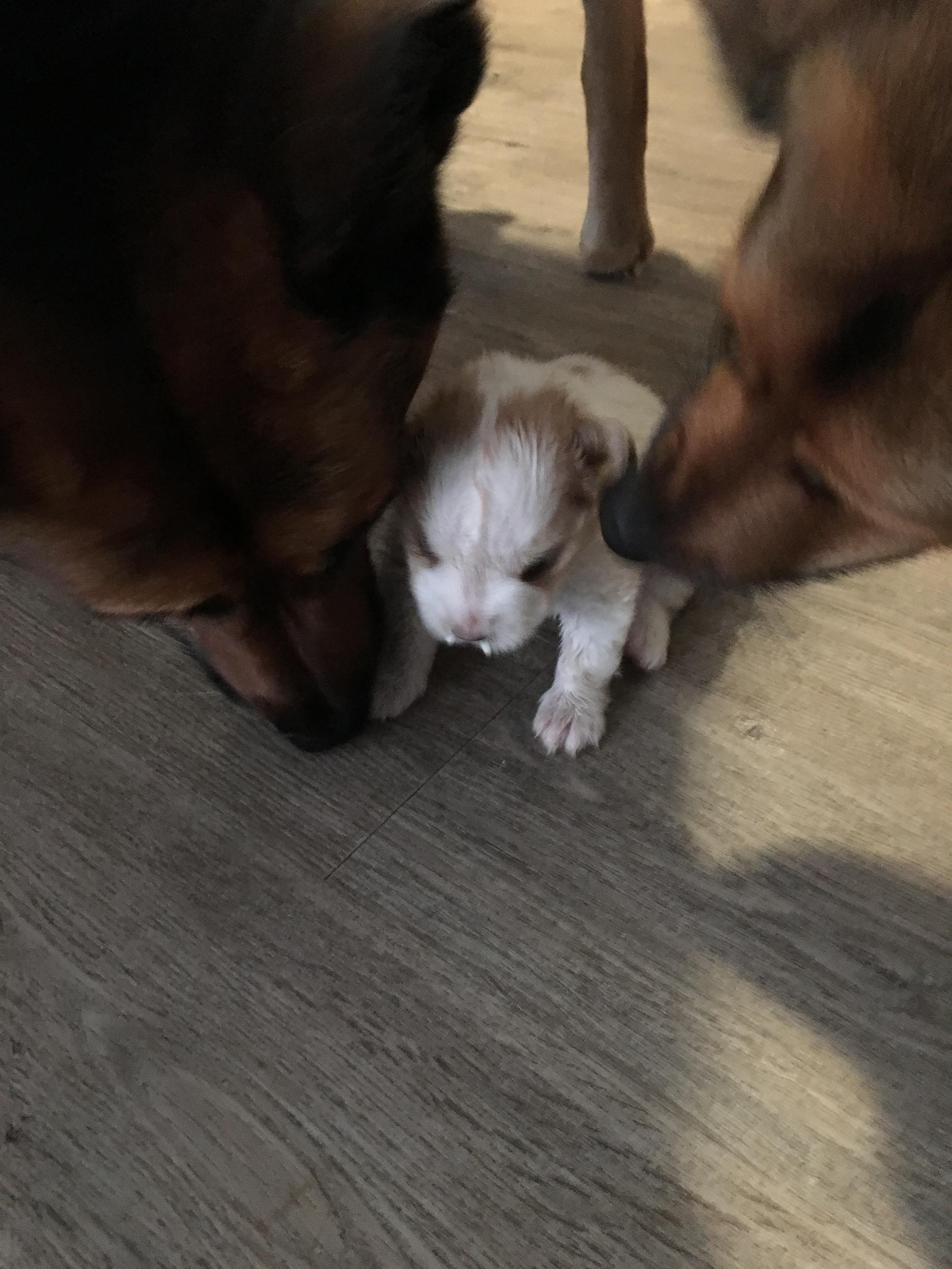 Tiny foster puppy | Scrolller