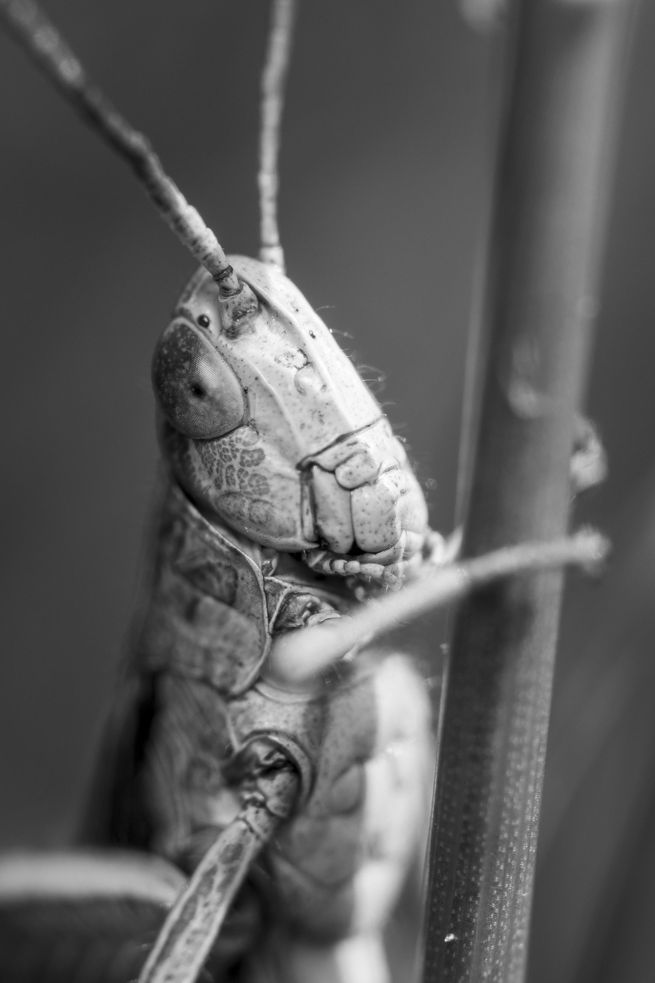 Tiny grasshopper portrait | Scrolller