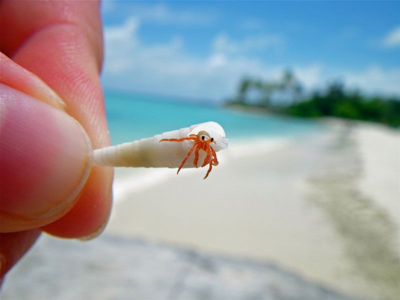 Tiny Hermit Crab | Scrolller