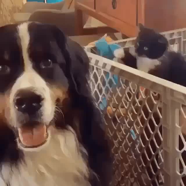 tiny kitten taps big doggo | Scrolller
