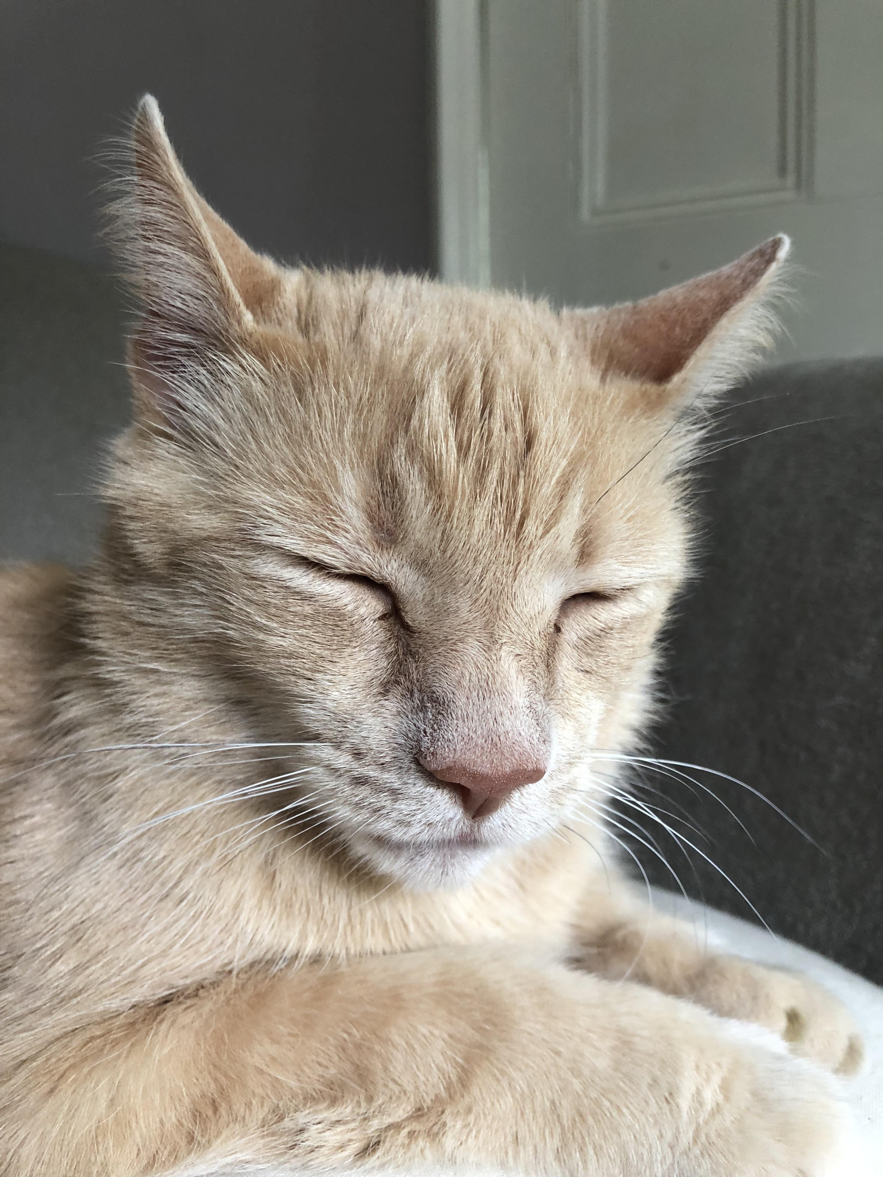 Tiny lion | Scrolller