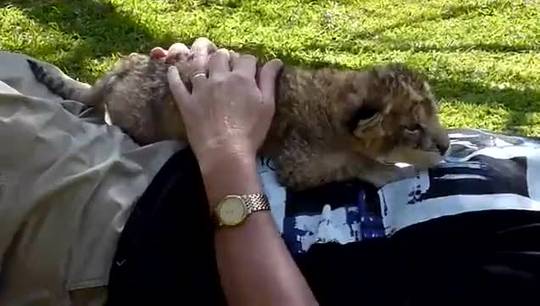 Tiny lion cub falls asleep on his keeper. | Scrolller