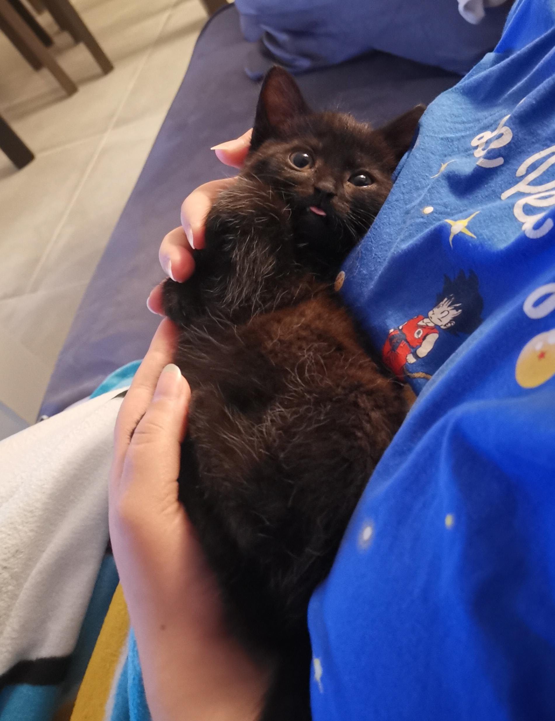 Tiny little Blep on tiny little nyx | Scrolller