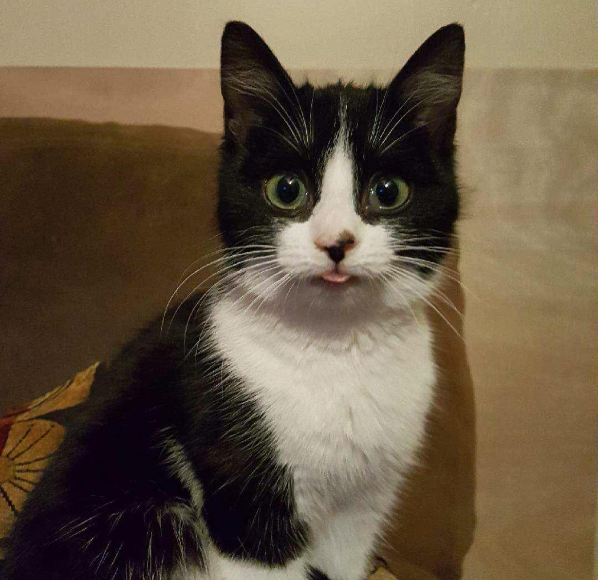 Tiny LouLou, tiny blep😸 | Scrolller