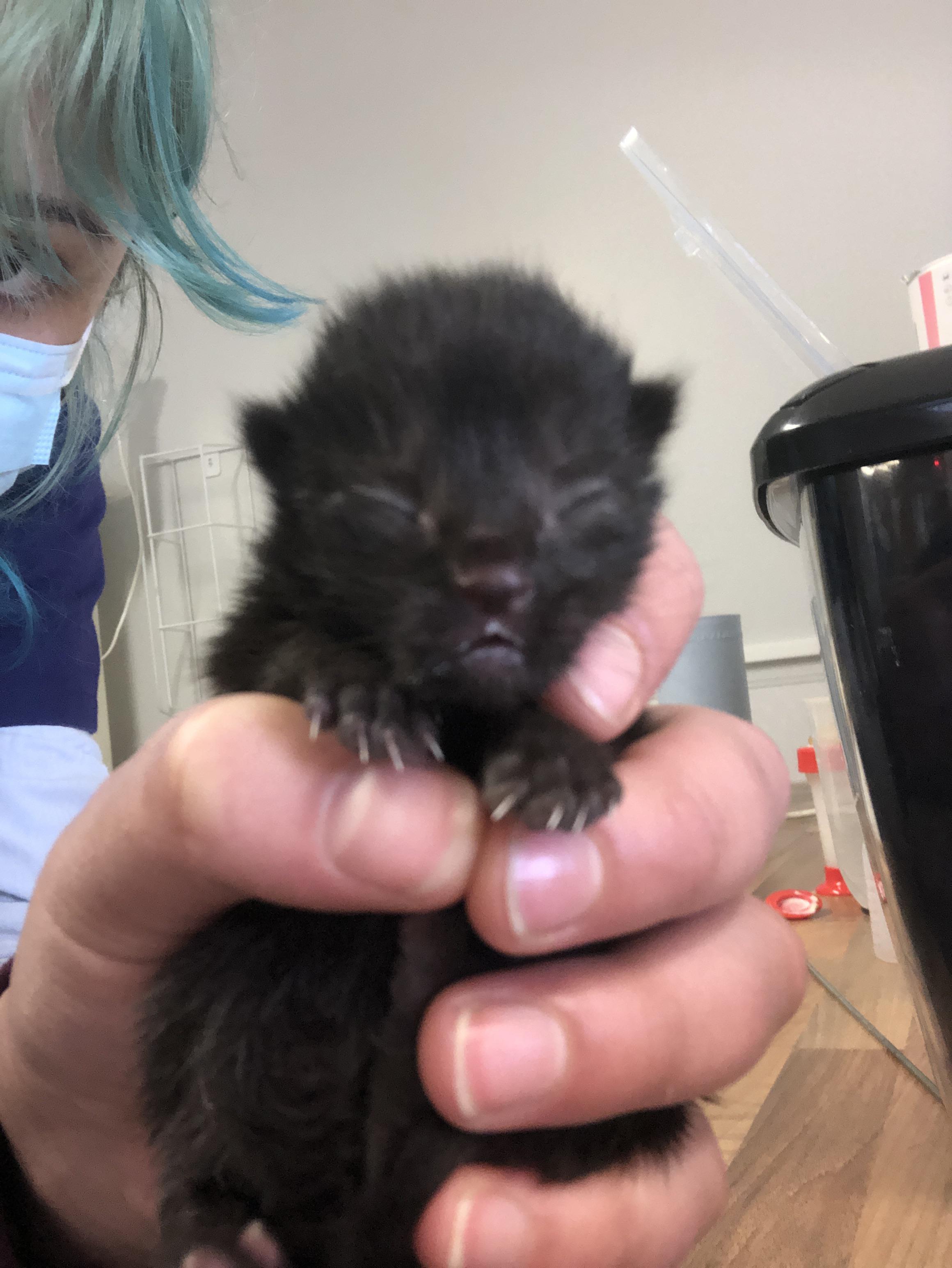 Tiny murder mittens | Scrolller