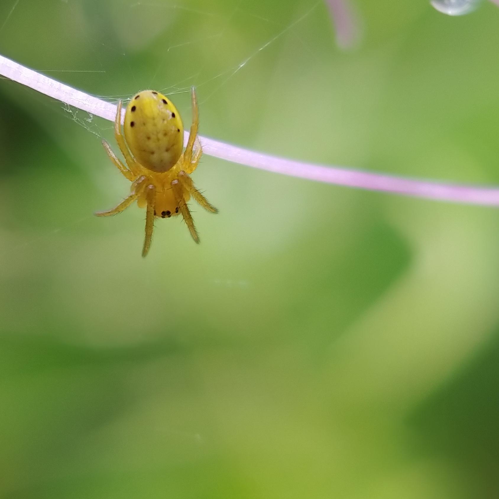 Tiny Spider | Scrolller