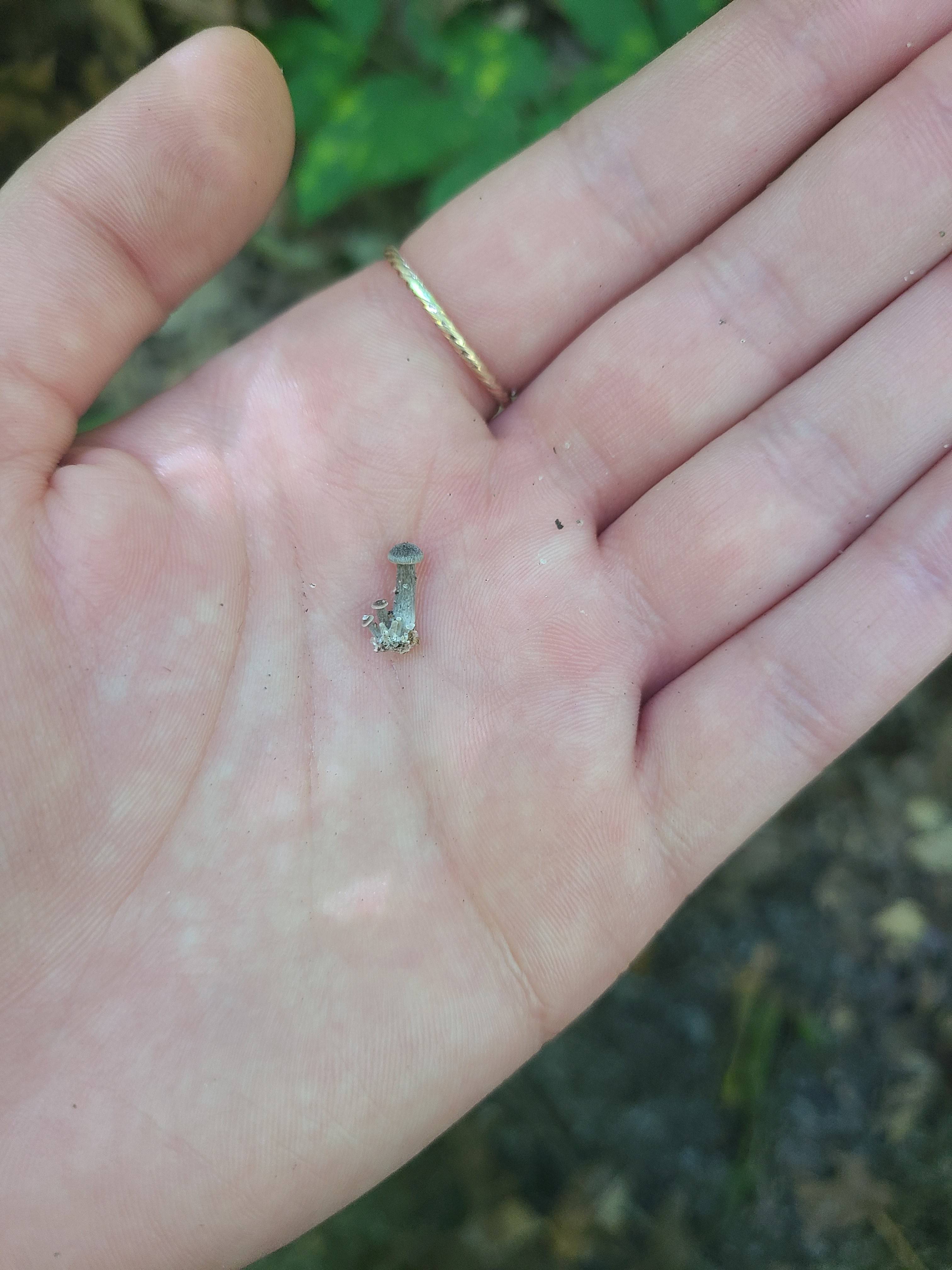 Tiny tiny mushroom | Scrolller