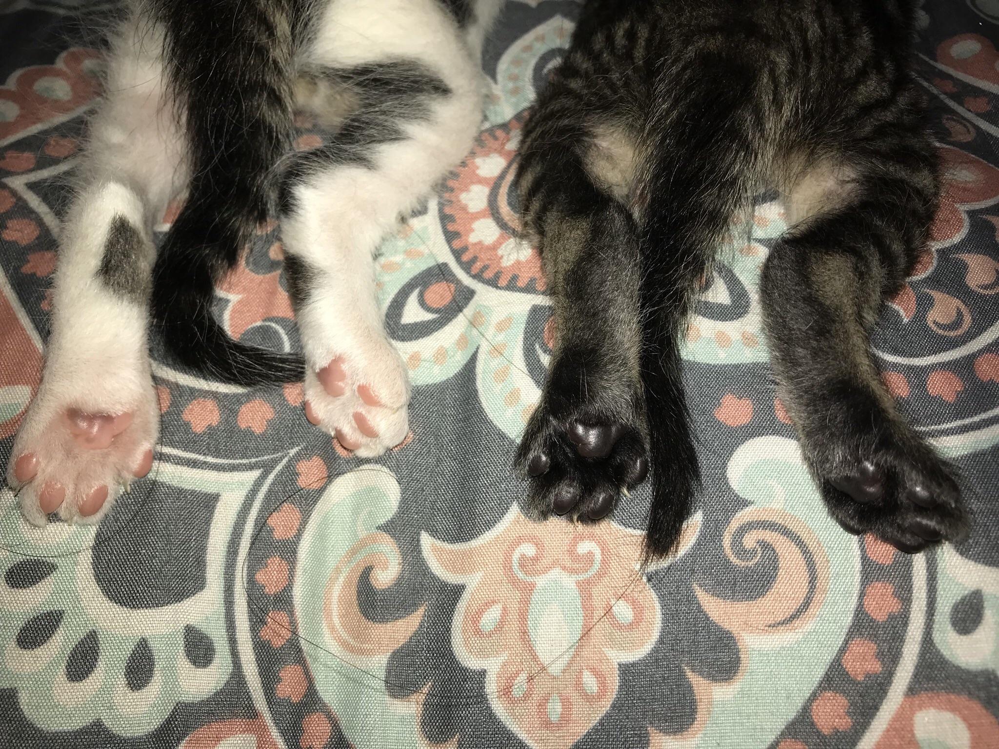 Tiny toe beans | Scrolller