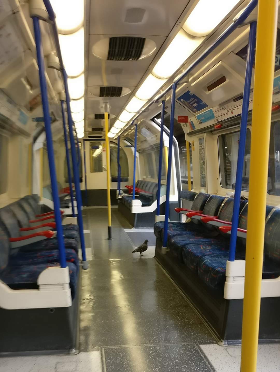 Tired Wings at Arnos Grove | Scrolller