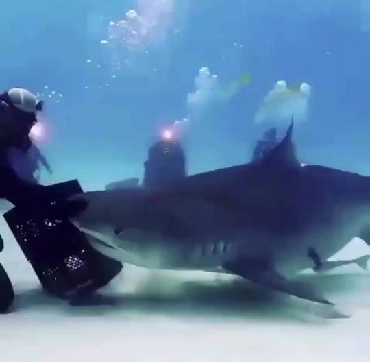 Diver simply denies a shark | Scrolller