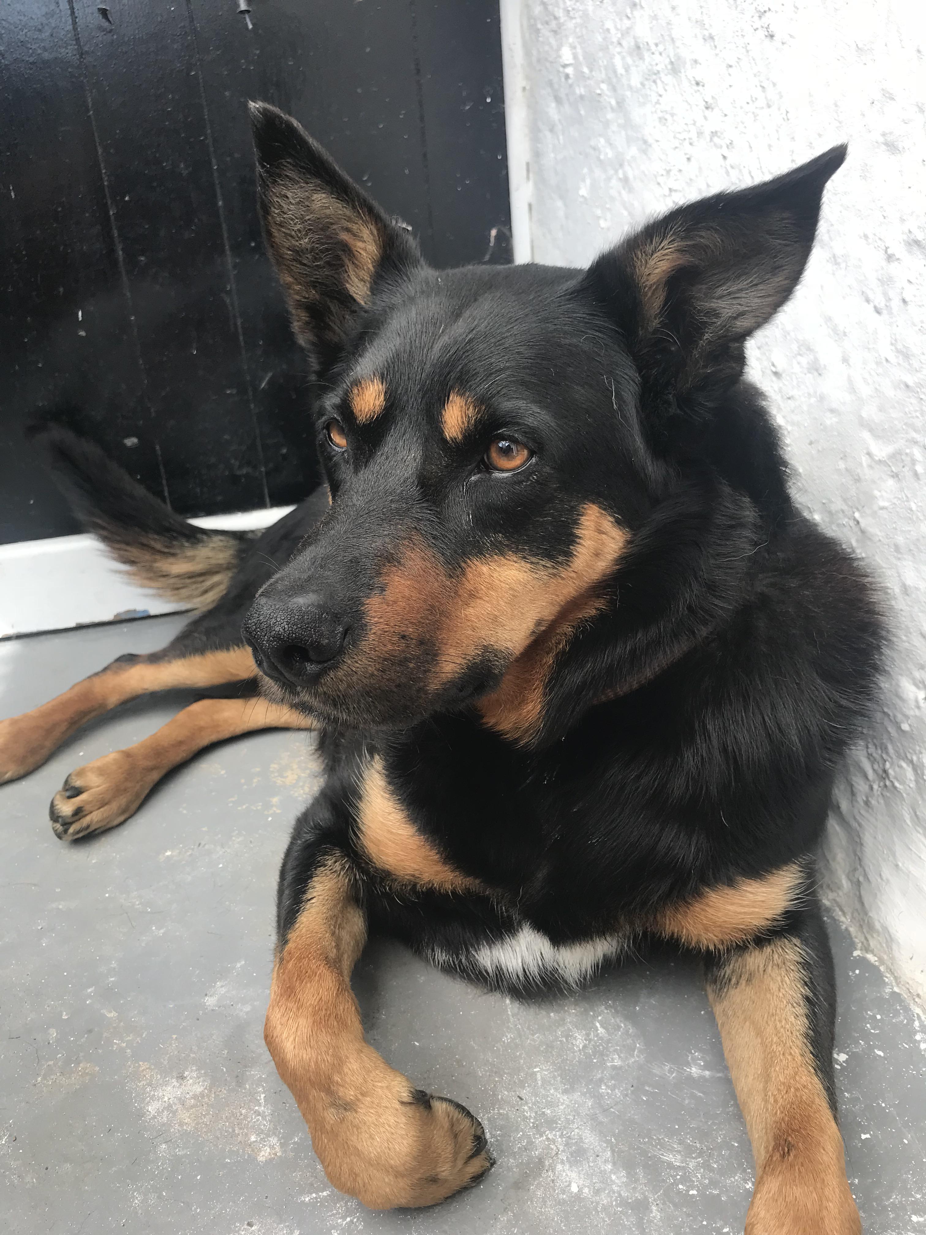 Toby, such a gorgeous boy | Scrolller