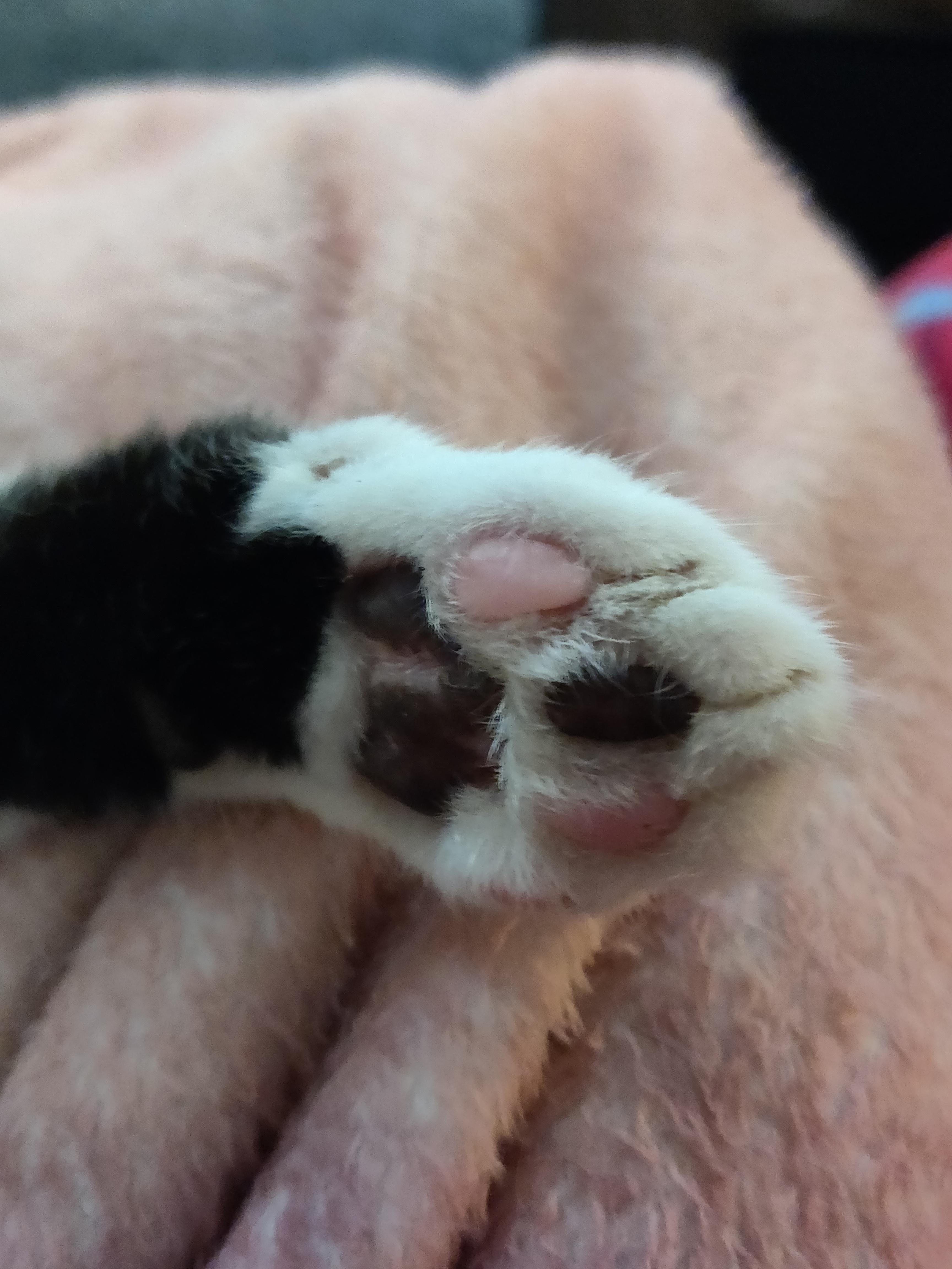 Toe beans! | Scrolller