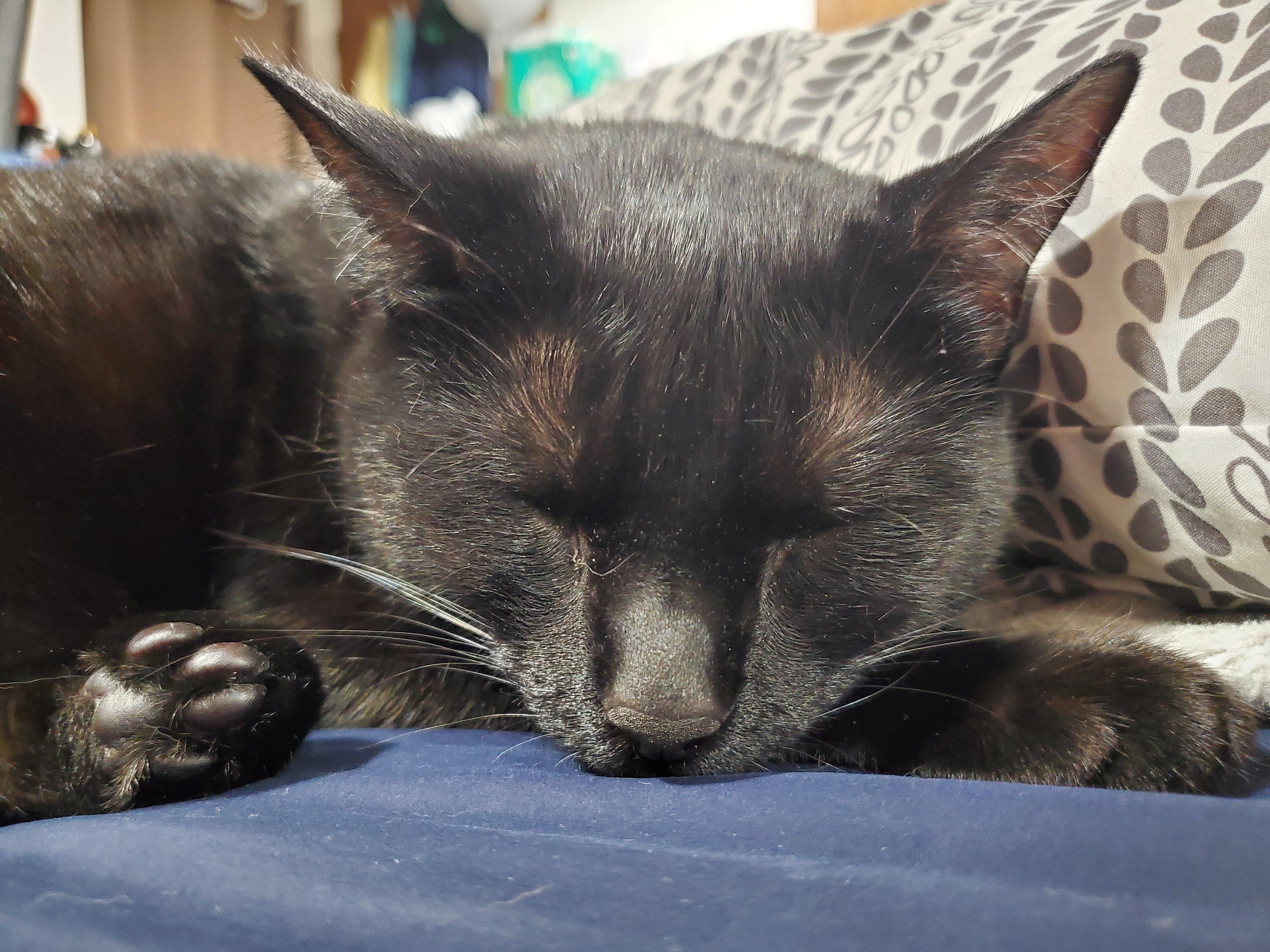 Toe beans of the black veriety | Scrolller