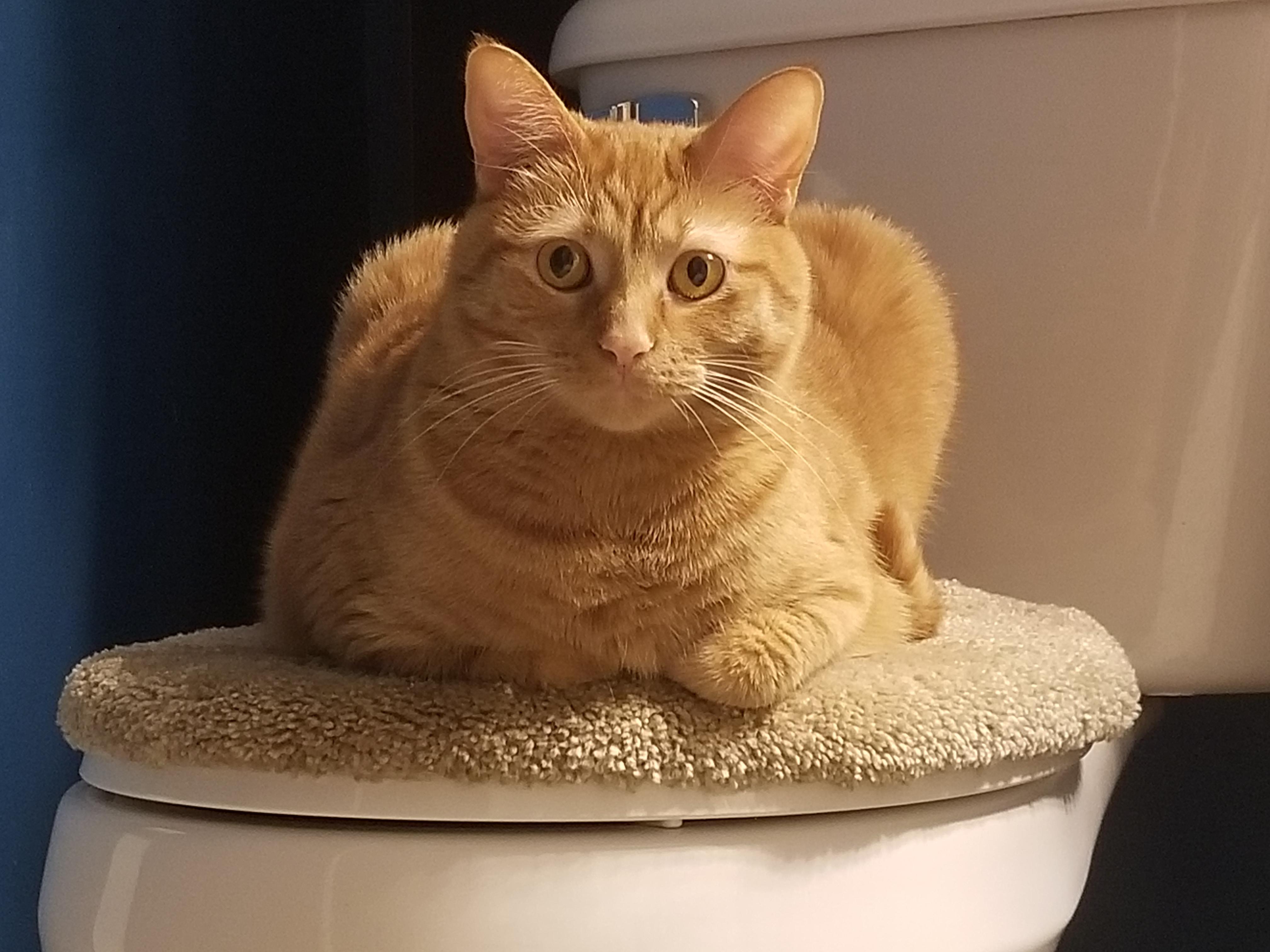 Toilet Loaf | Scrolller