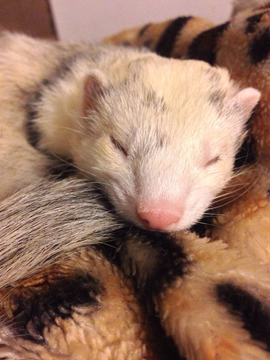 Toki the sleepy baby | Scrolller