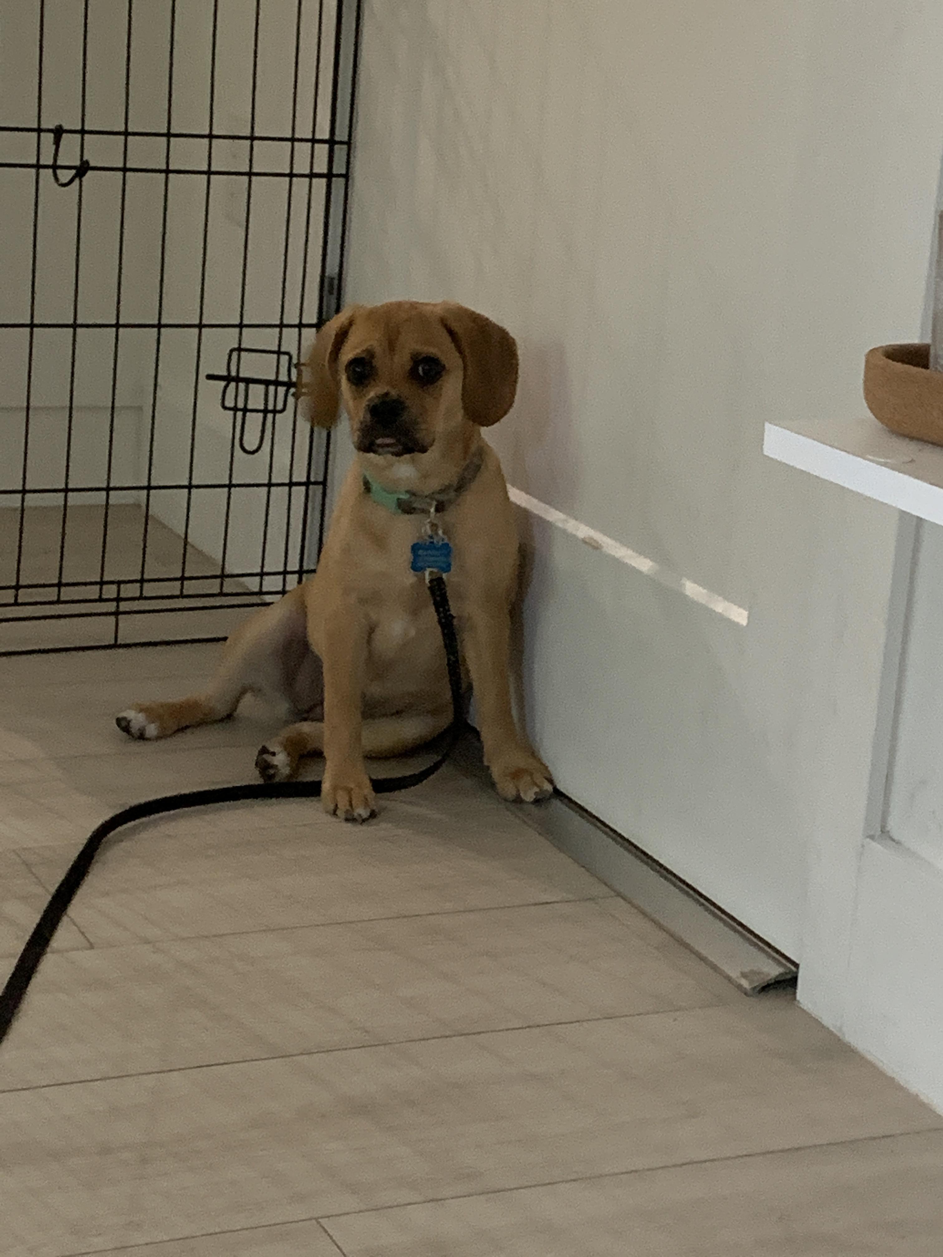 Tongue sticking out, tummy to the ground, not knowing how to sit right. Yup it’s a puggle ...