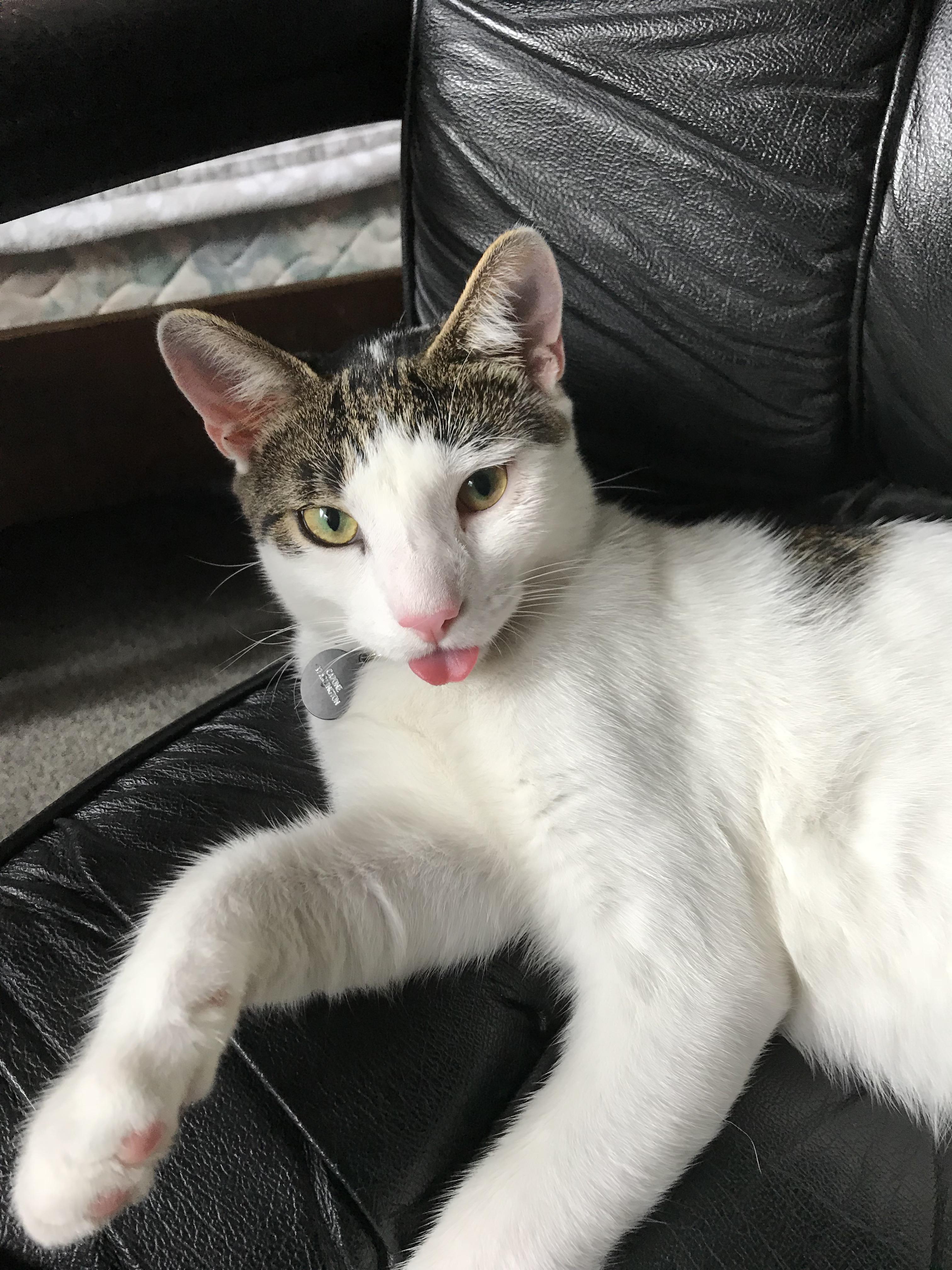 Tongues out! | Scrolller