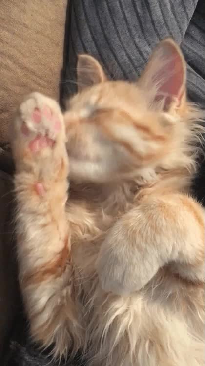 Too cute for me to handle. 🙄😻 | Scrolller