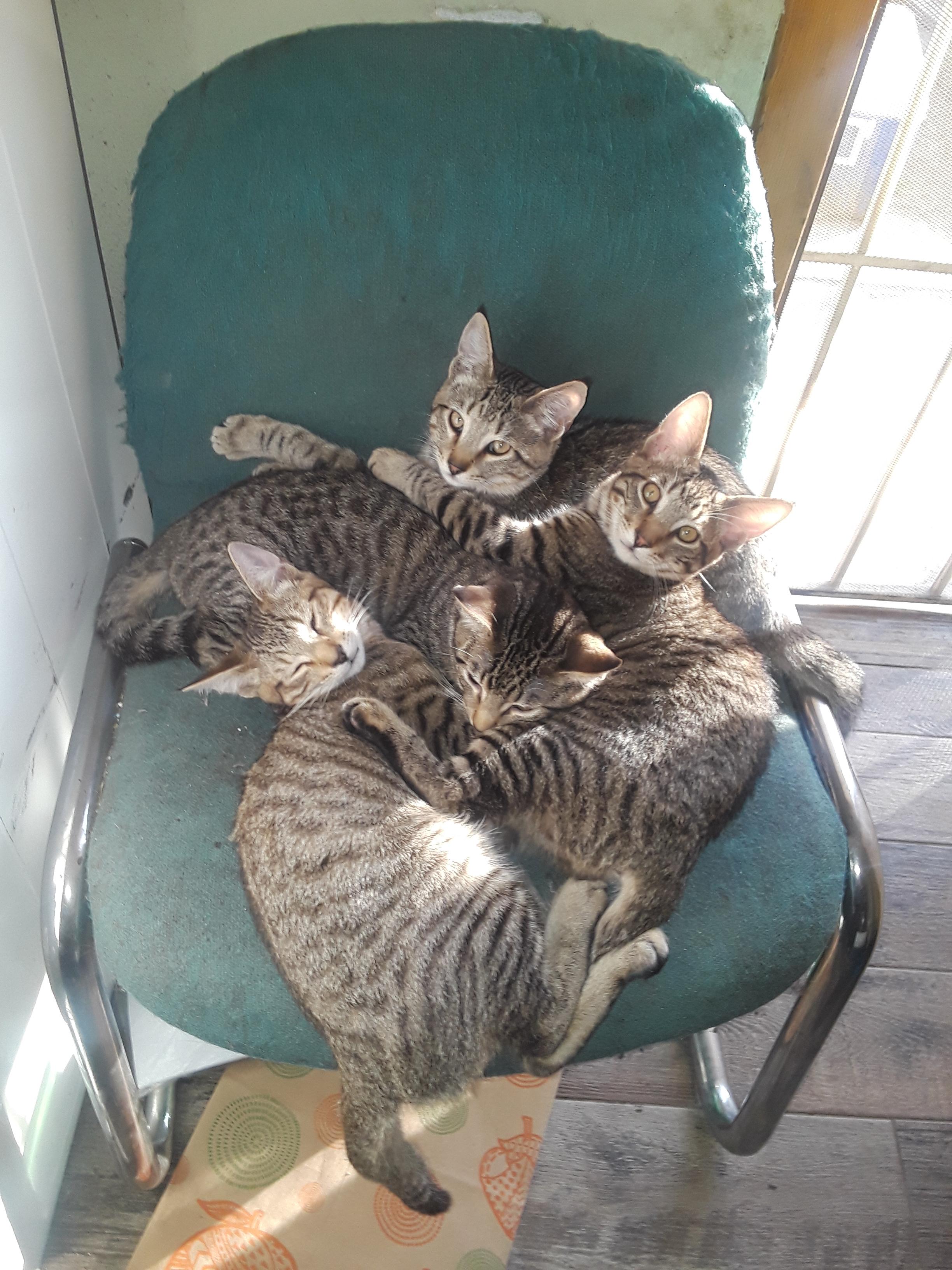 Too Much Tabby | Scrolller