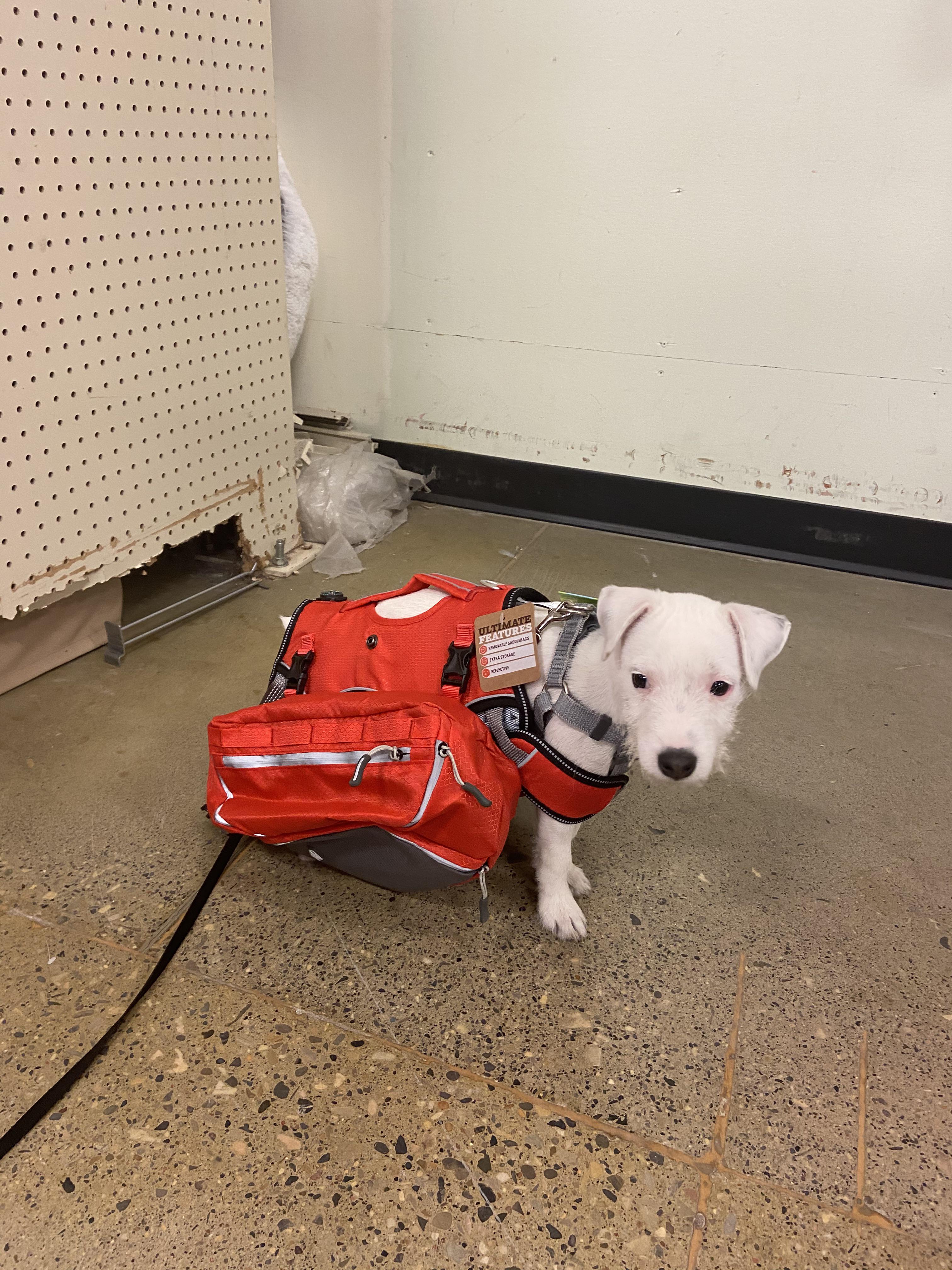 Too Small For The Small Scrolller