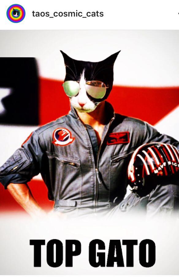 TOP GATO | Scrolller