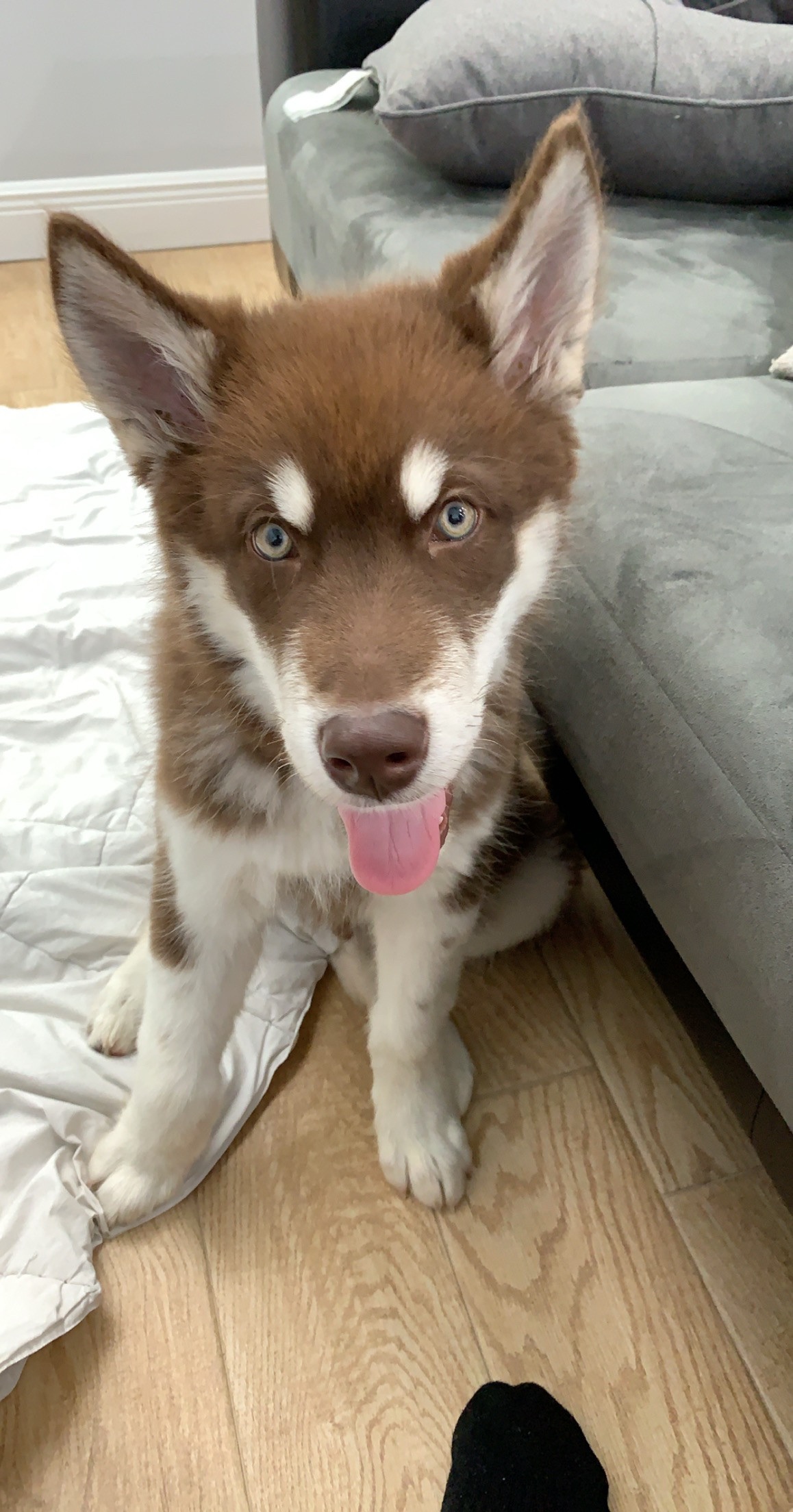 Tormund my 12 week old floof | Scrolller