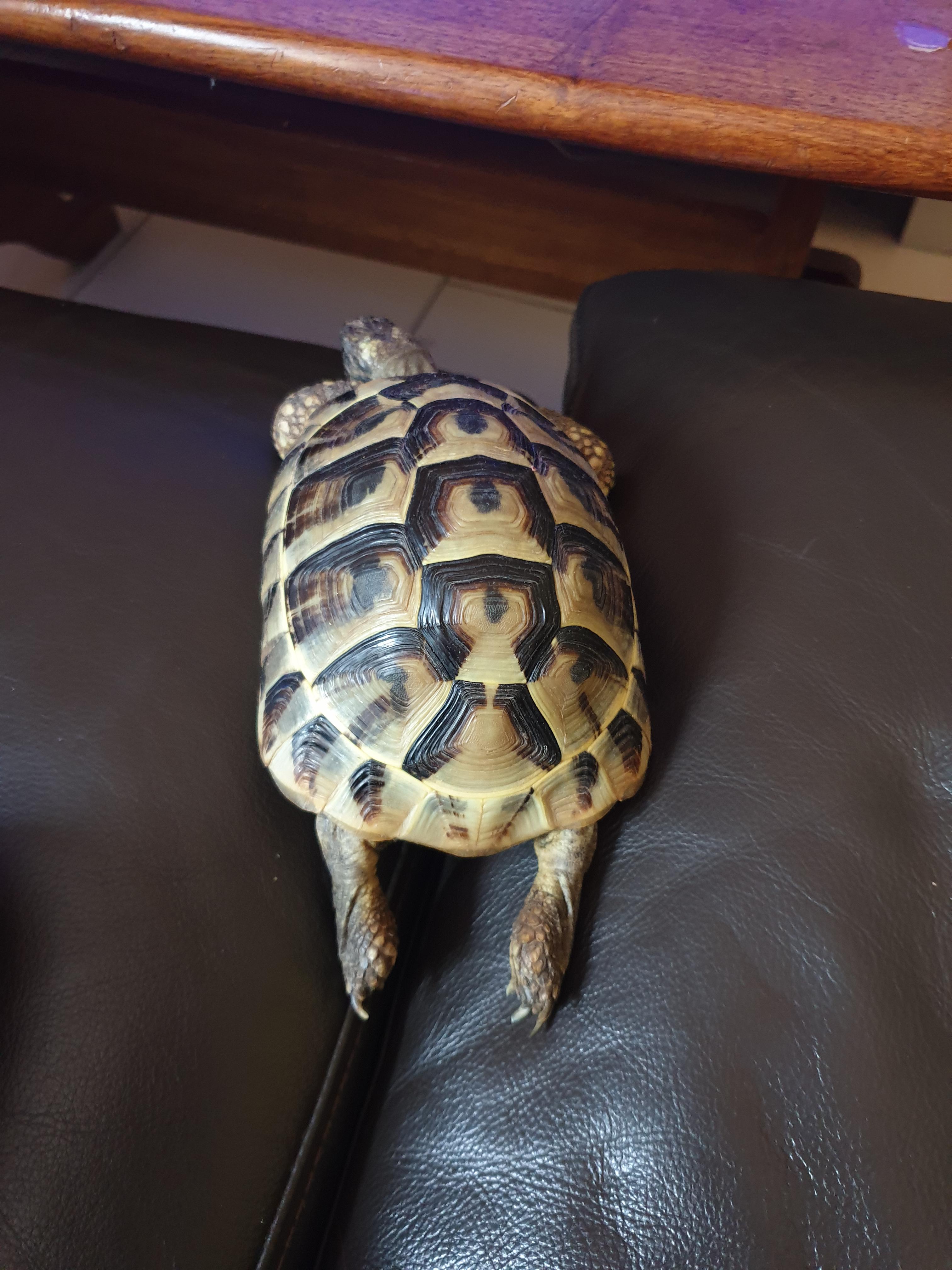 Tort-sploot! | Scrolller